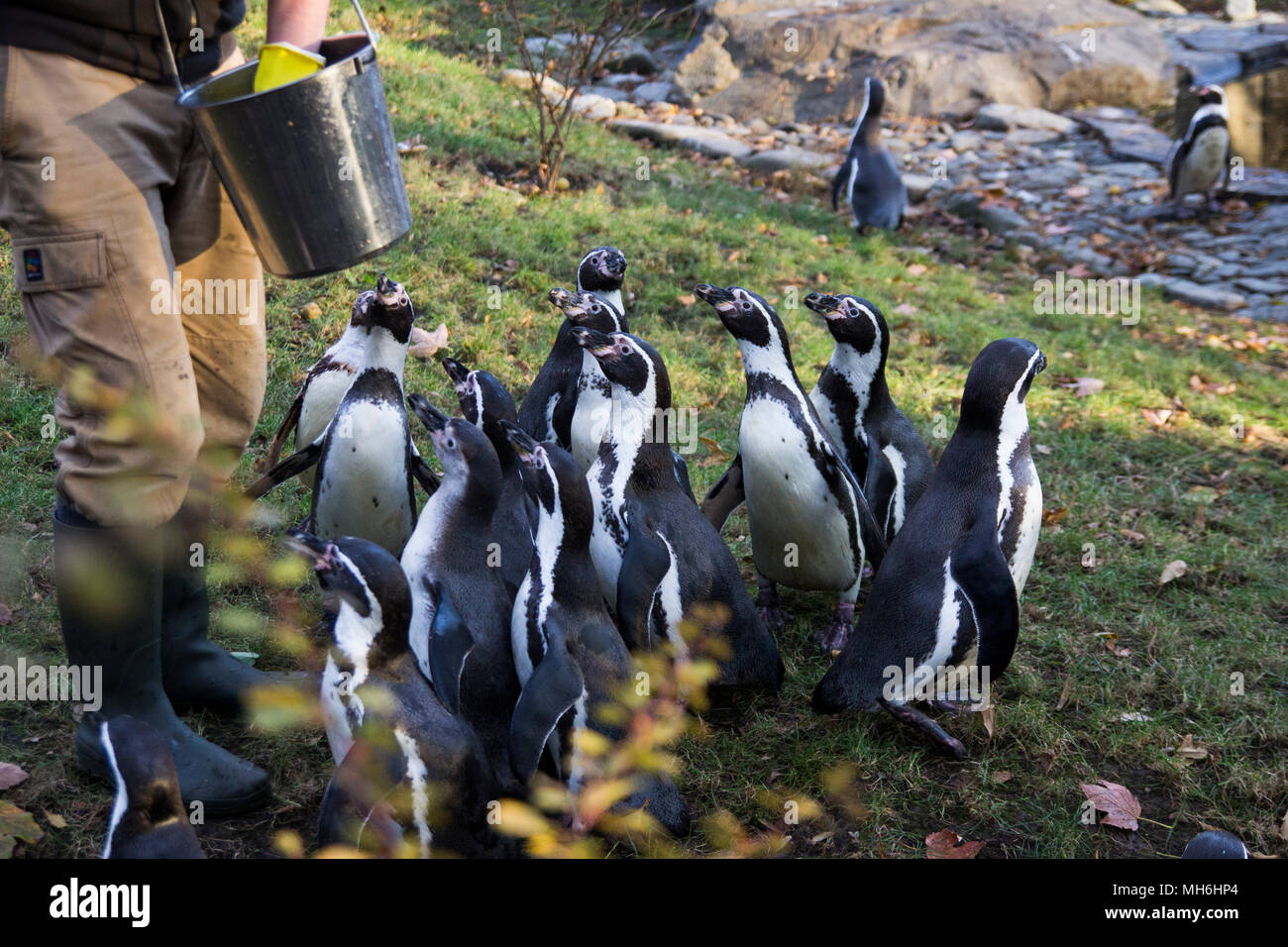 Feeding of the penguins. Penguin feeding time. Man feeding many penguin ...