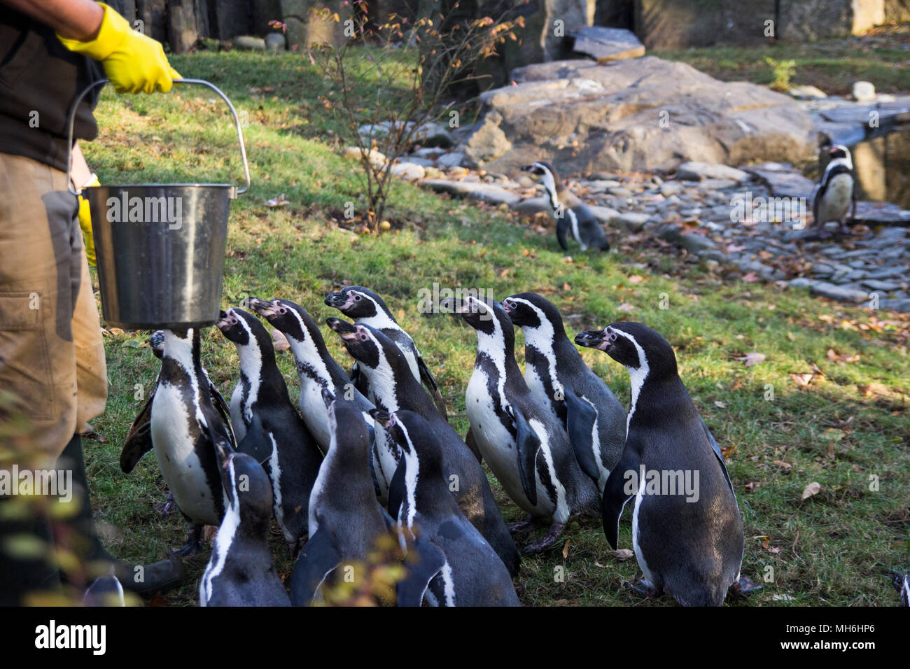 Feeding of the penguins. Penguin feeding time. Man feeding many penguin ...