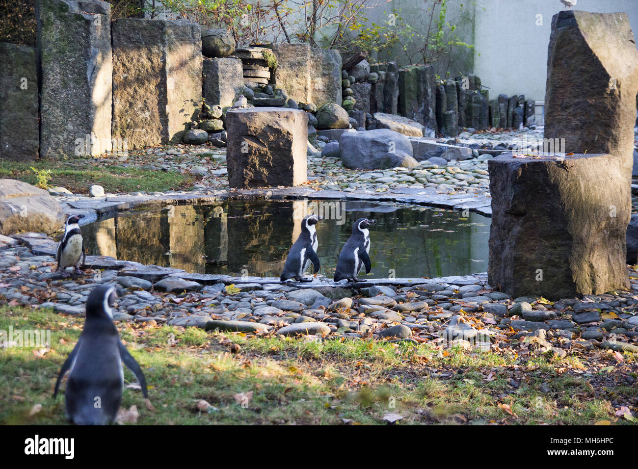 Penguins in the zoo in a beautiful fall weather Stock Photo - Alamy