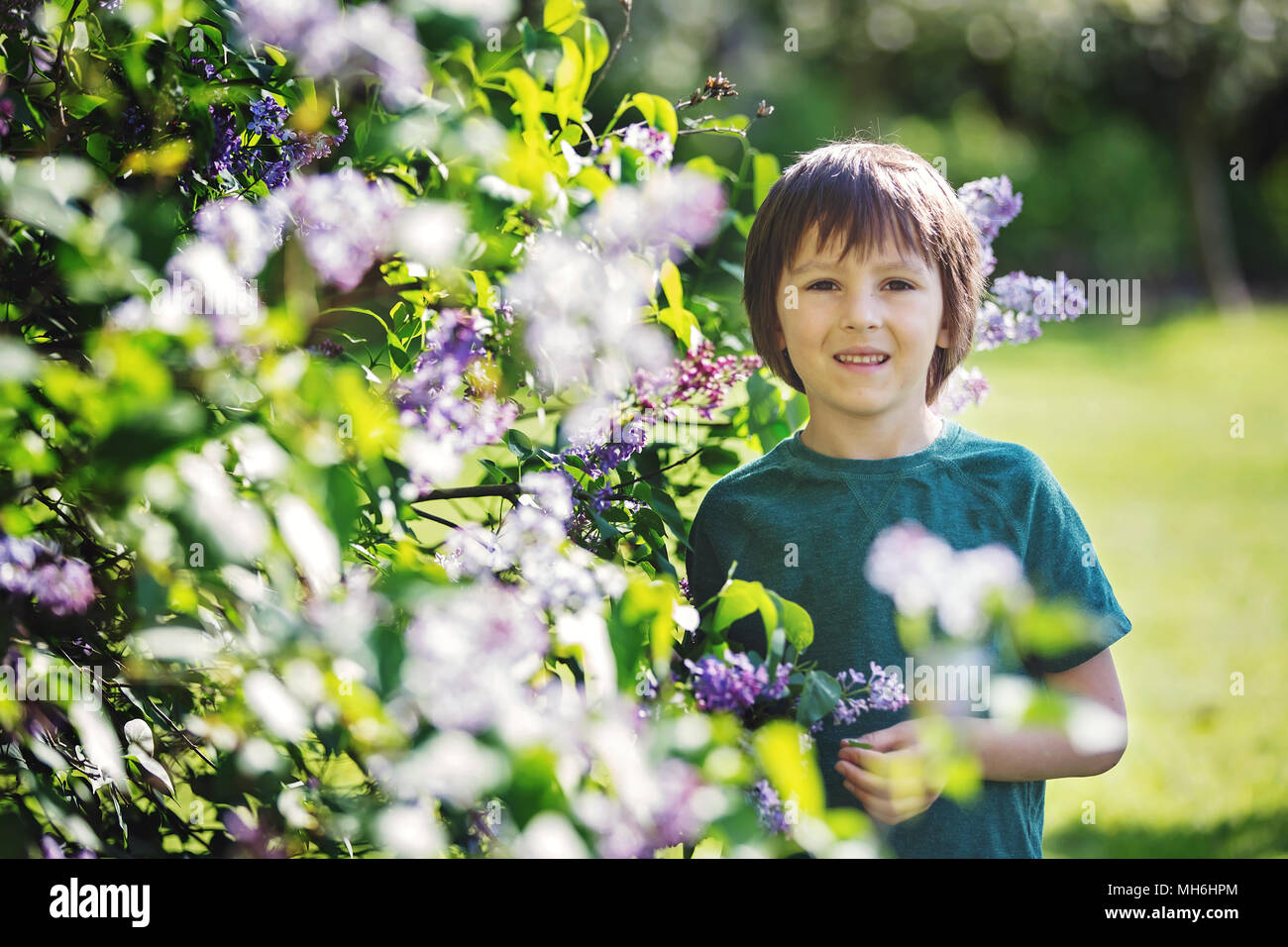 Cute preshcool boy, enjoying lilac flowers bush in blooming garden ...