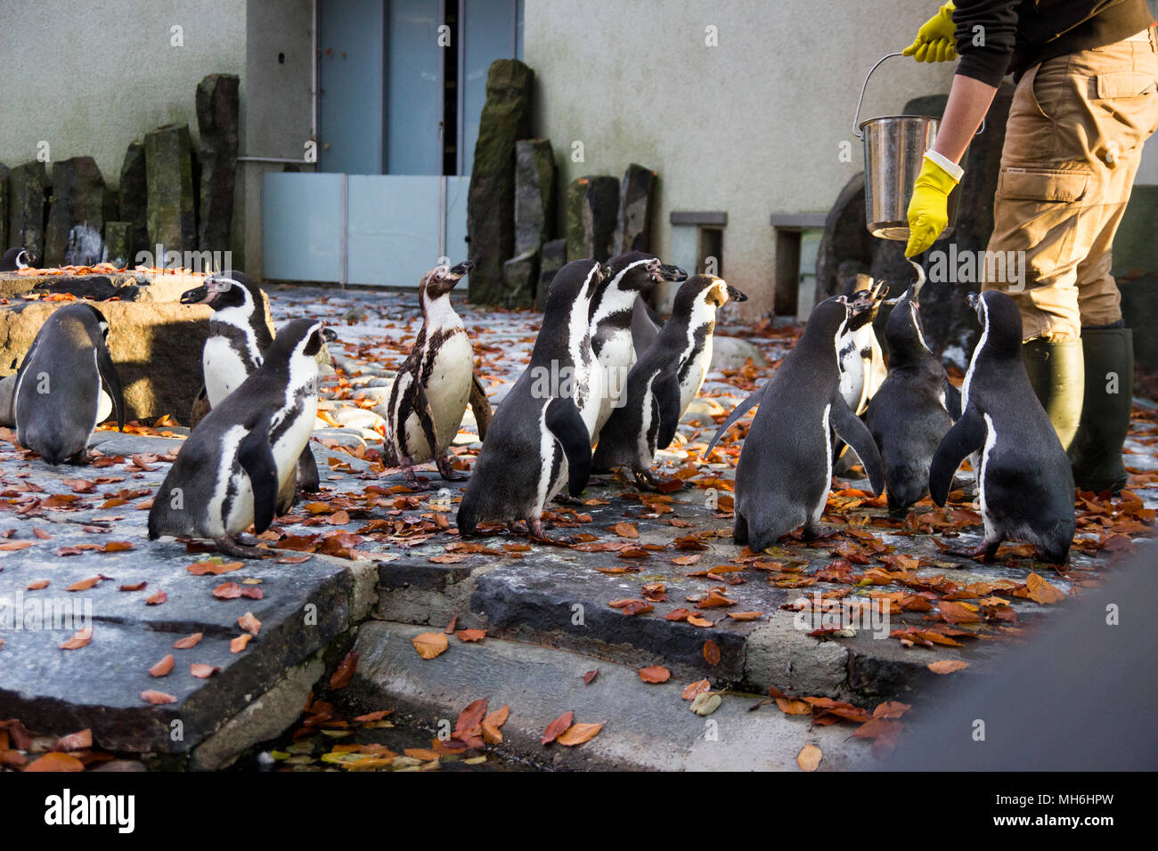 Feeding of the penguins. Penguin feeding time. Man feeding many penguin ...