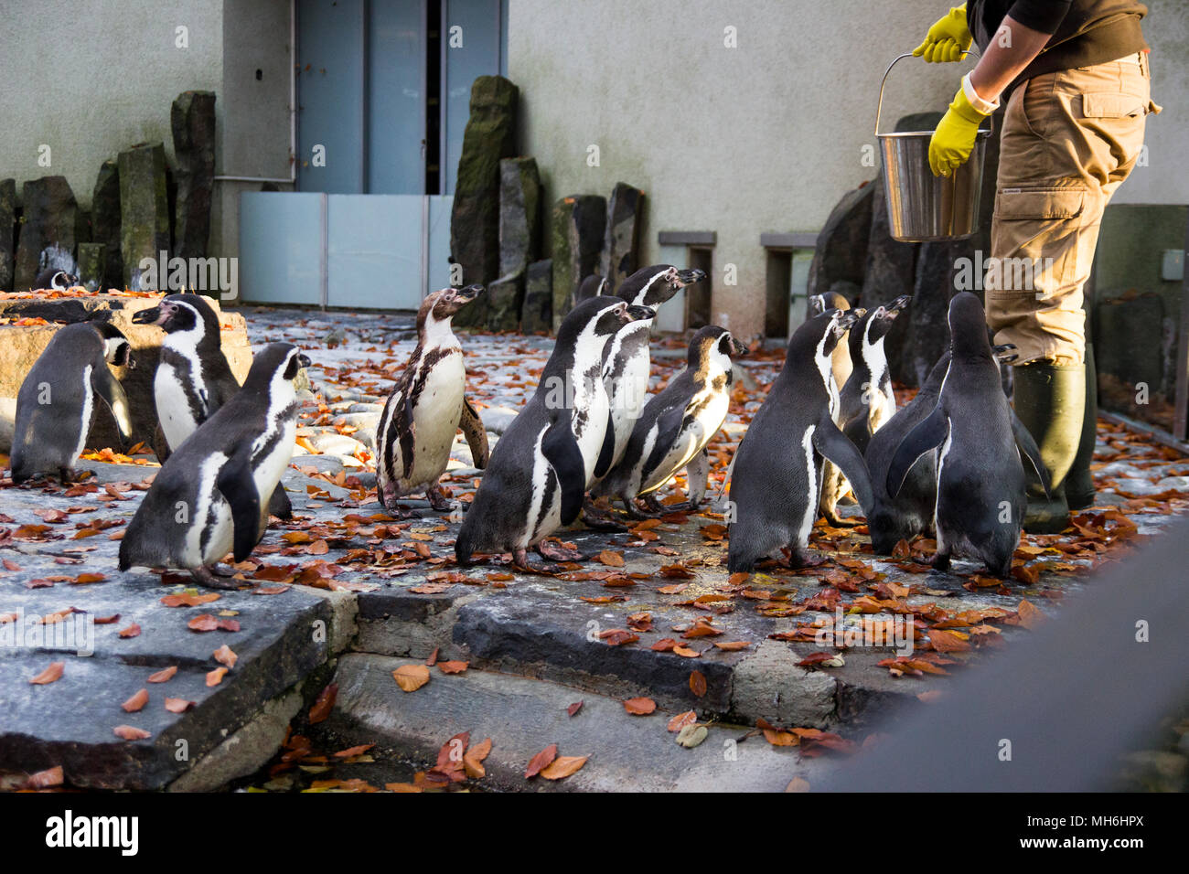 Feeding of the penguins. Penguin feeding time. Man feeding many penguin ...