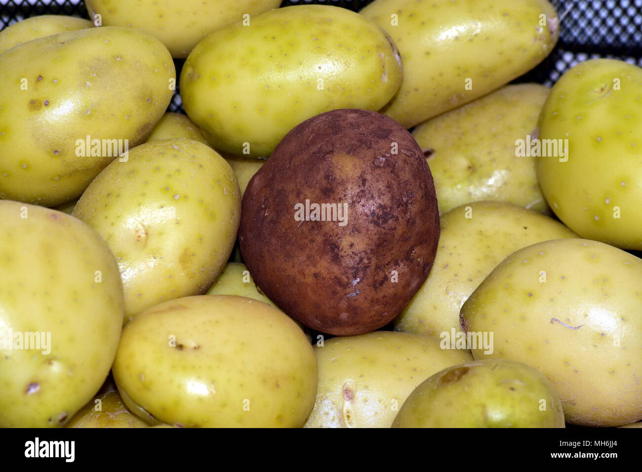 Odd one out, potatoes Stock Photo - Alamy