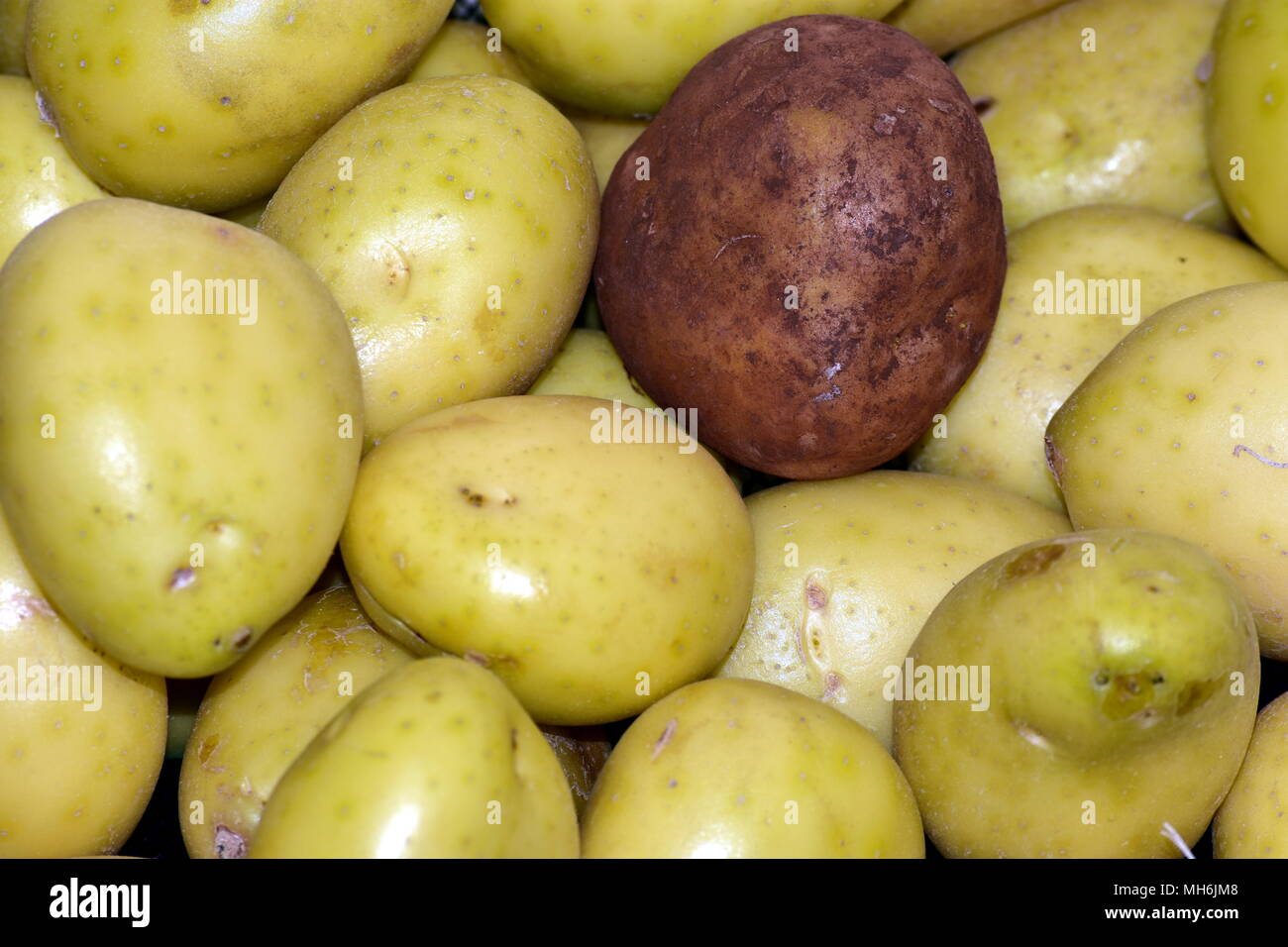 Different potatoes hi-res stock photography and images - Alamy