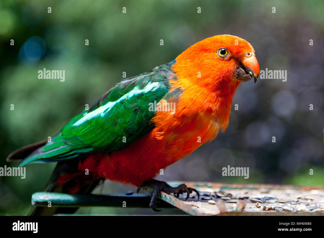 Australian wild parrot hi-res stock photography and images - Alamy