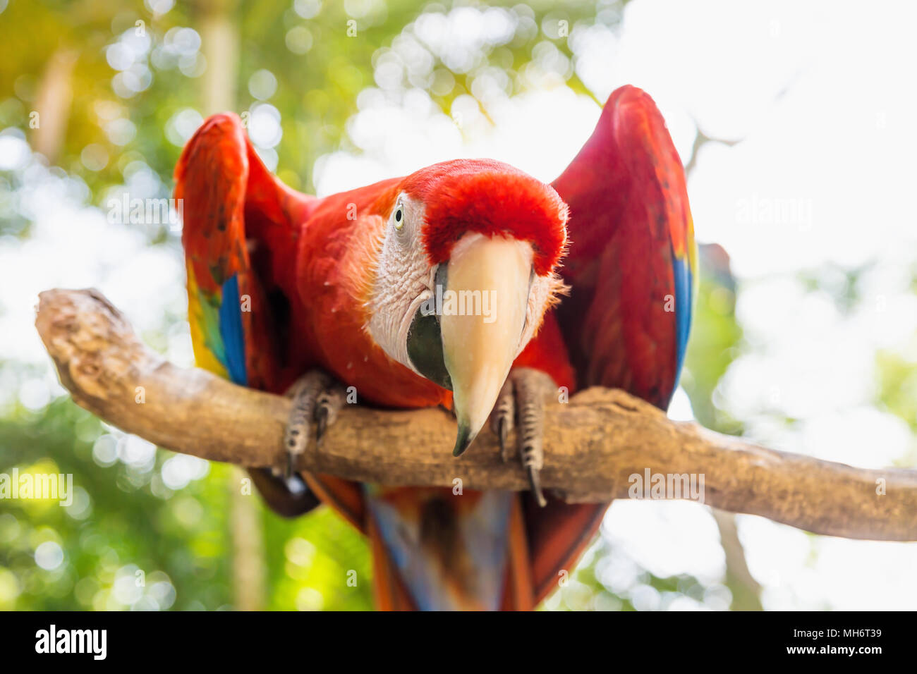 Lesser Antillean Macaw Hi-res Stock Photography And Images, 50% OFF
