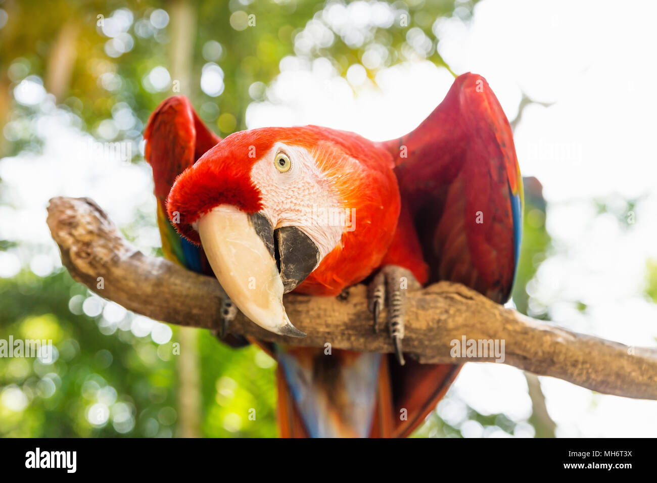 Playful looking Scarlett Macaw bird parrot with red in Macaw Mountain ...