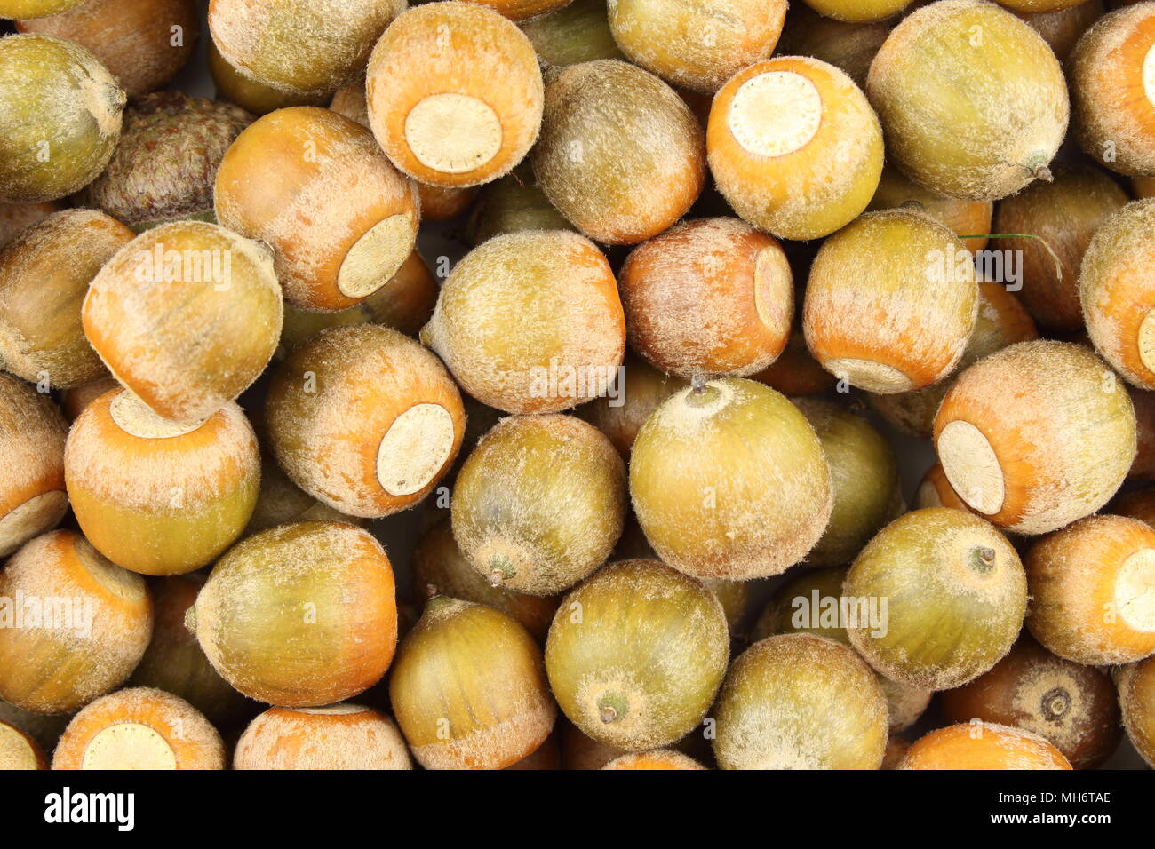 acorns of the northern red oak (Quercus rubra) as autumn background ...