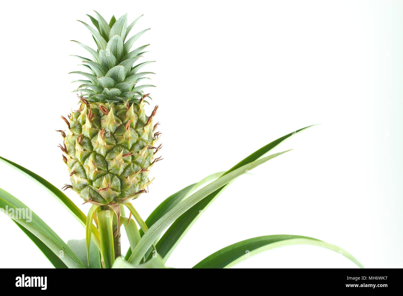 fresh pineapple fruit on a pineapple plant (Ananas comosus) isolated on ...