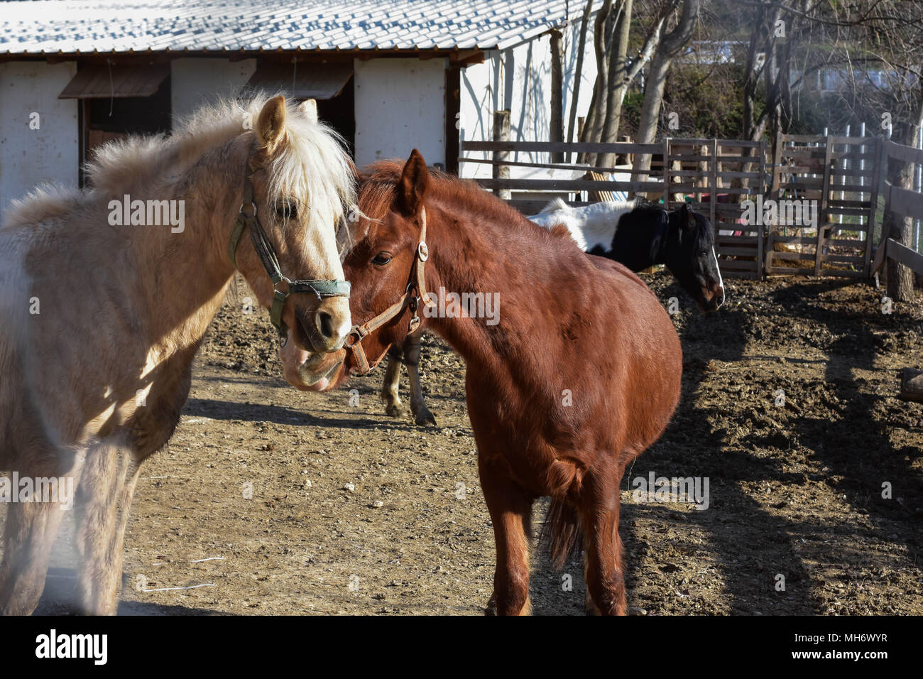 Playful animals hi-res stock photography and images - Alamy