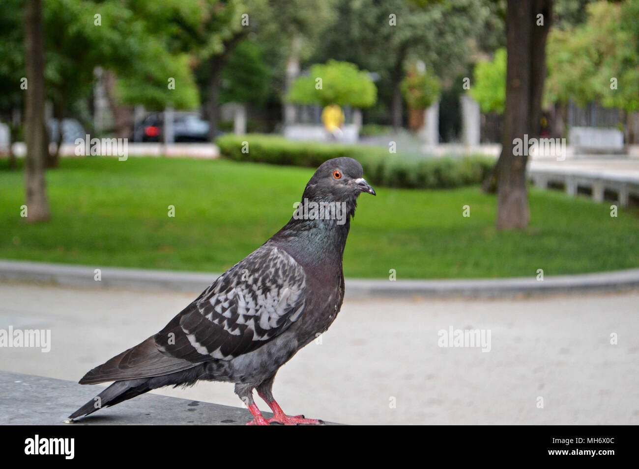 Feral pigeon pecking crumbs hi-res stock photography and images - Alamy