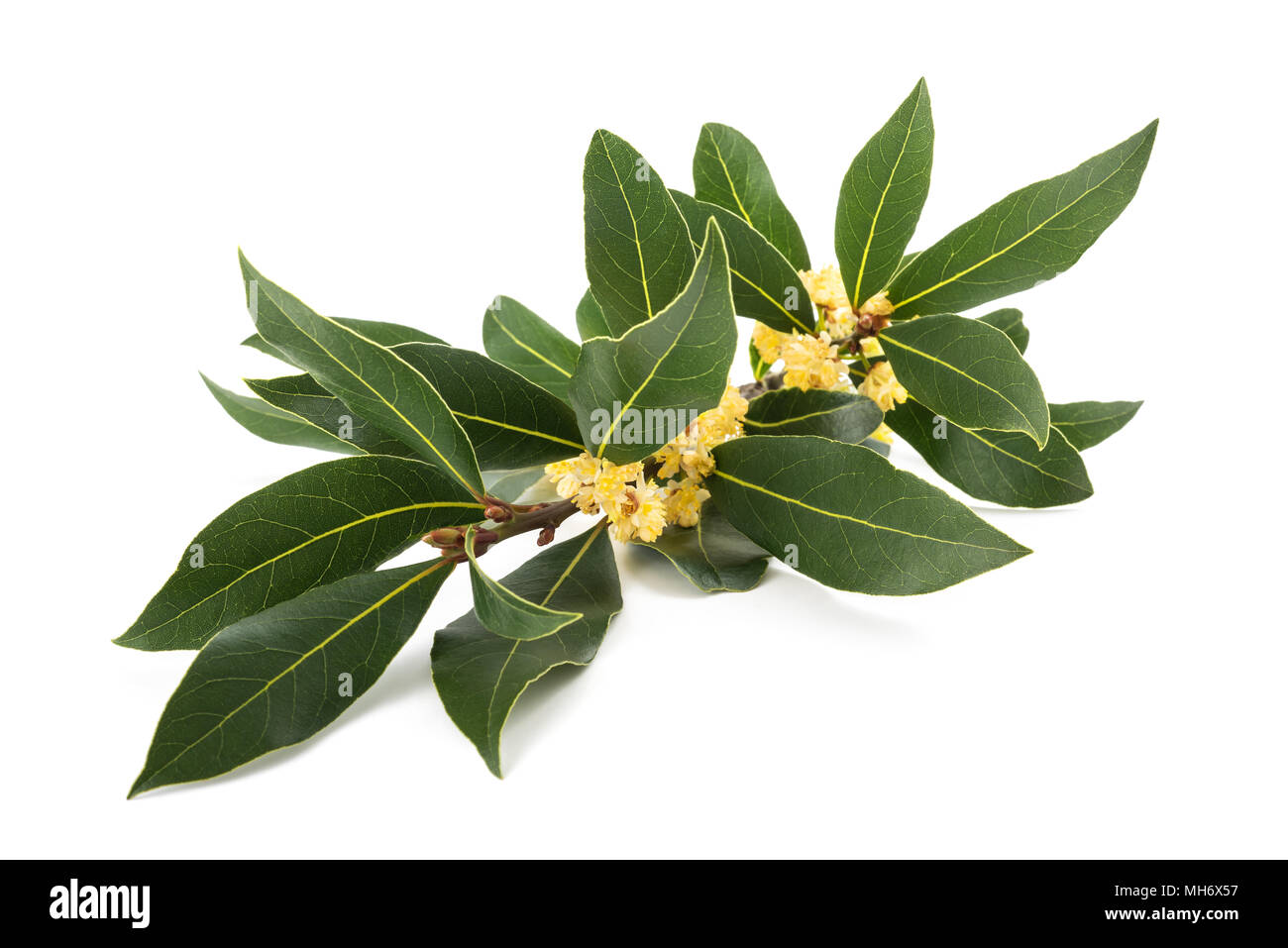 Laurel branch with flowers isolated on white Stock Photo - Alamy