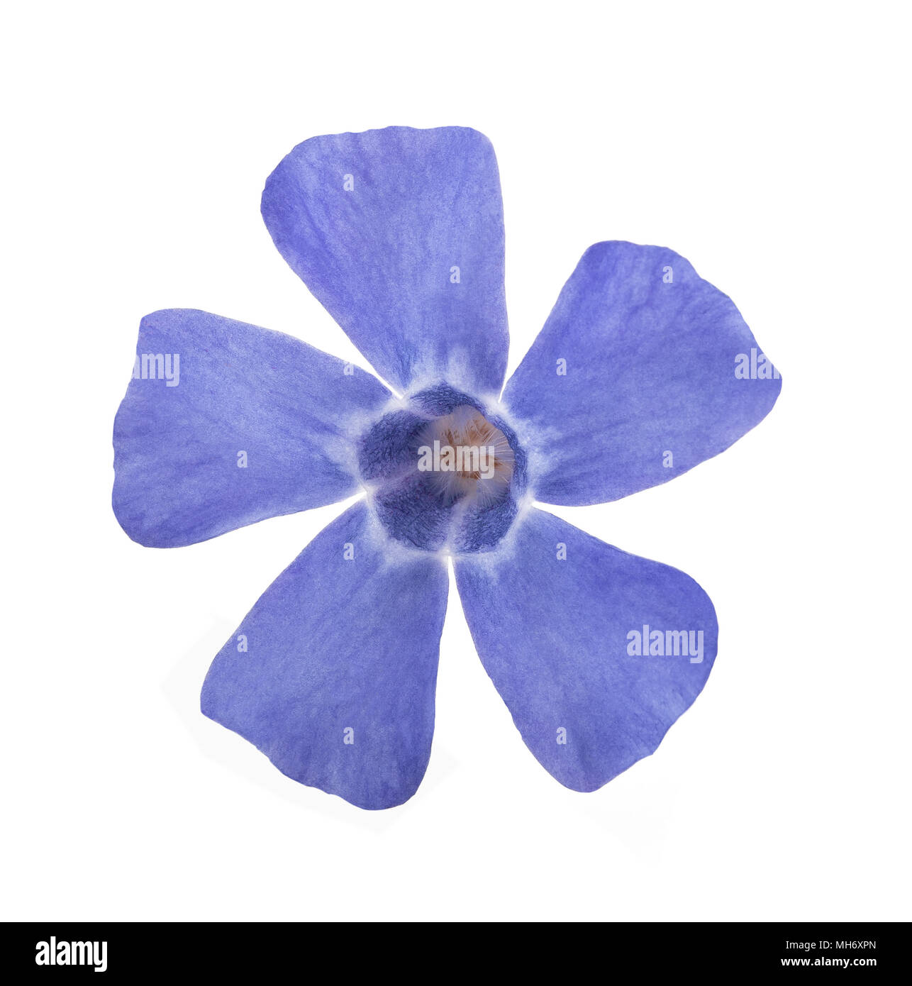 blue periwinkle flower isolated on white background Stock Photo - Alamy