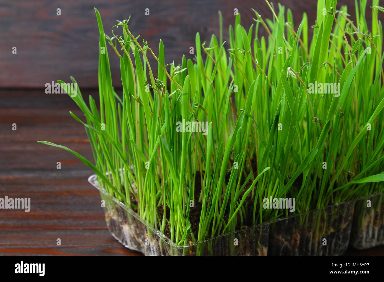 Lush green oat field growing hi-res stock photography and images - Alamy