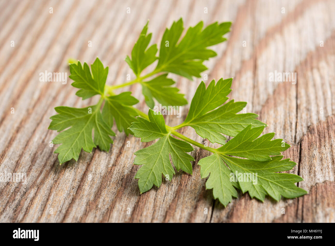 Sprig of parsley hi-res stock photography and images - Alamy