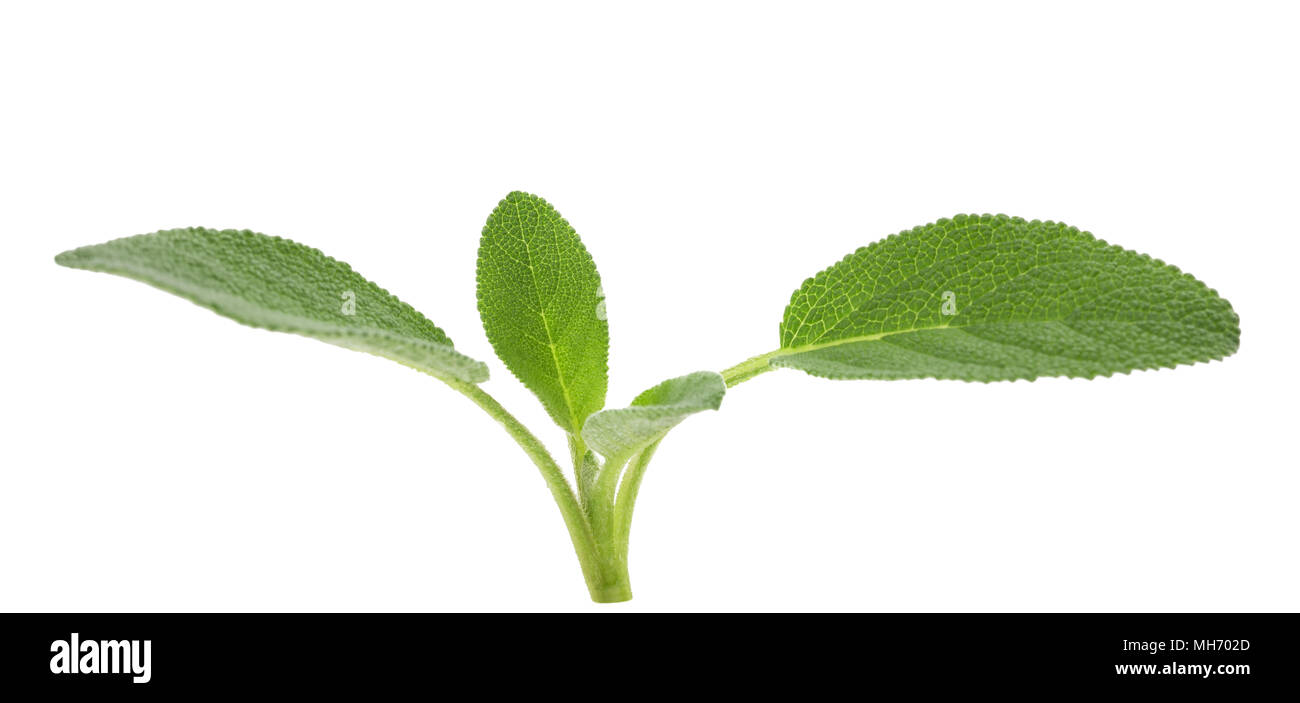 Sprig fresh sage herb hi-res stock photography and images - Alamy