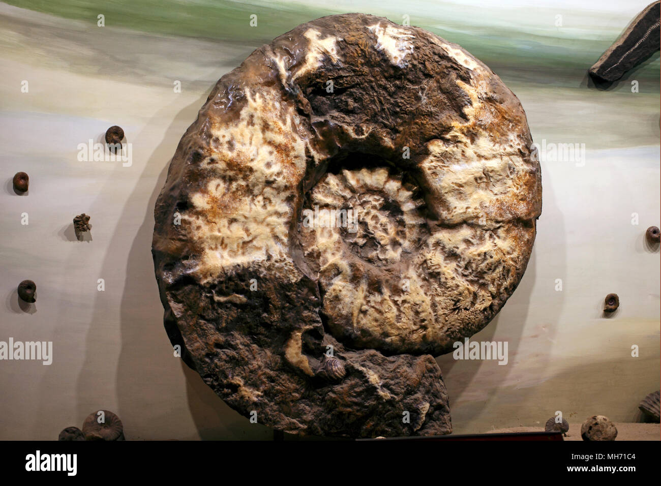 Huge fossil ammonite Stock Photo - Alamy
