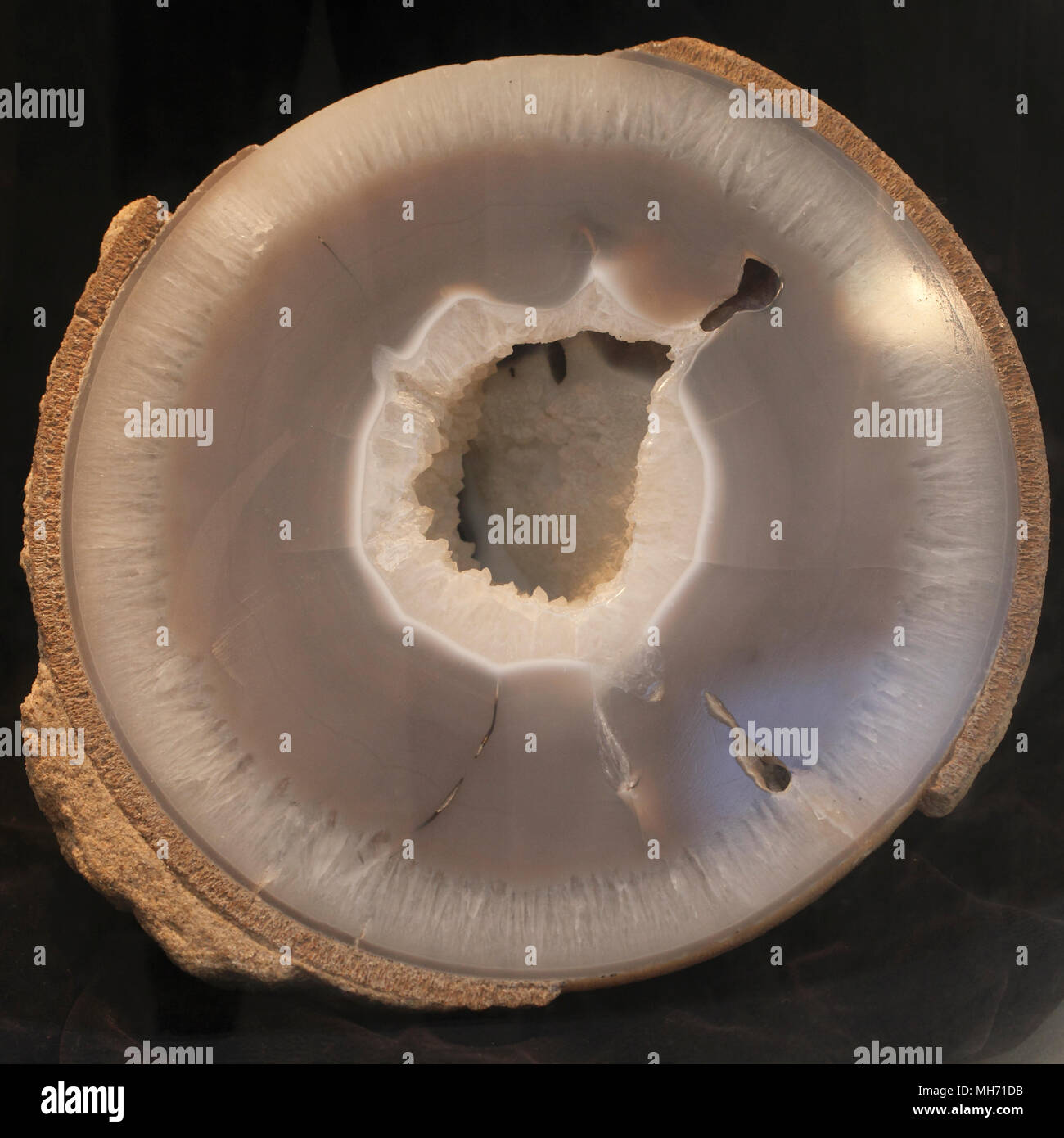 Prehistoric fossil embryo hi-res stock photography and images - Alamy