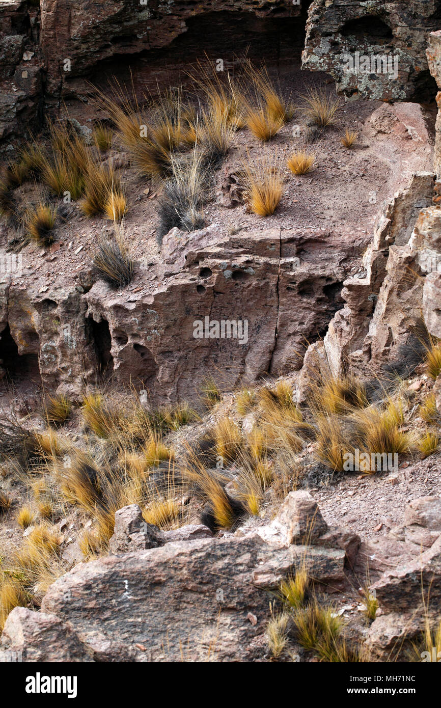 Rocky outcrop in Patagonia with Pampas grass growing Stock Photo - Alamy