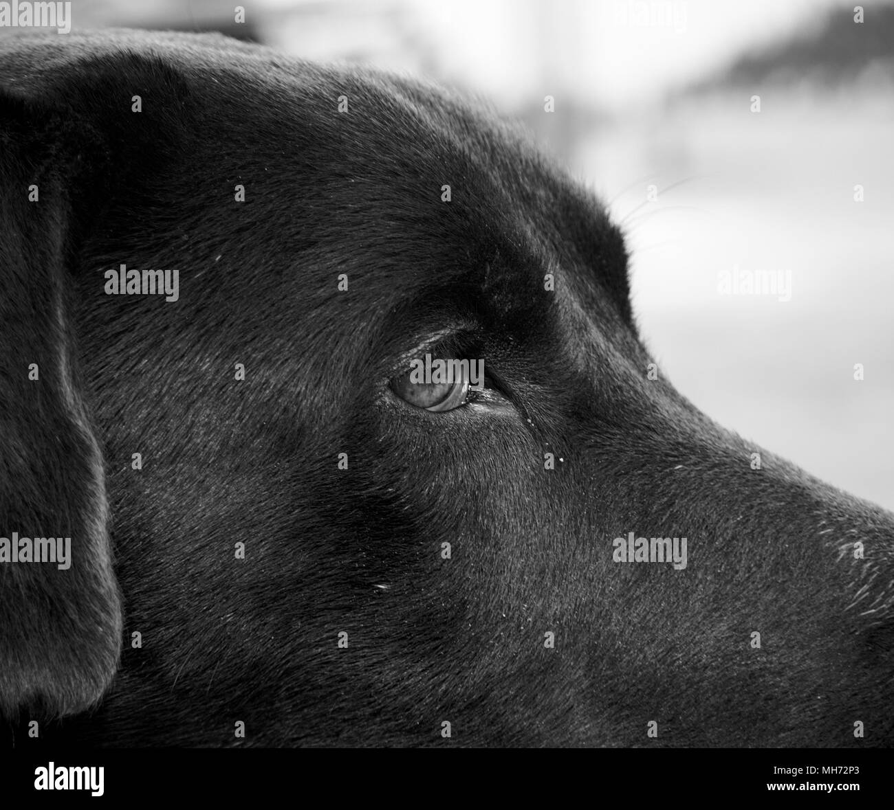 Alone sad homeless dog Black and White Stock Photos & Images - Alamy