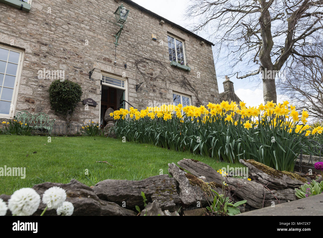 A row of daffodils lining the pathway entrance to a house in Middleton ...