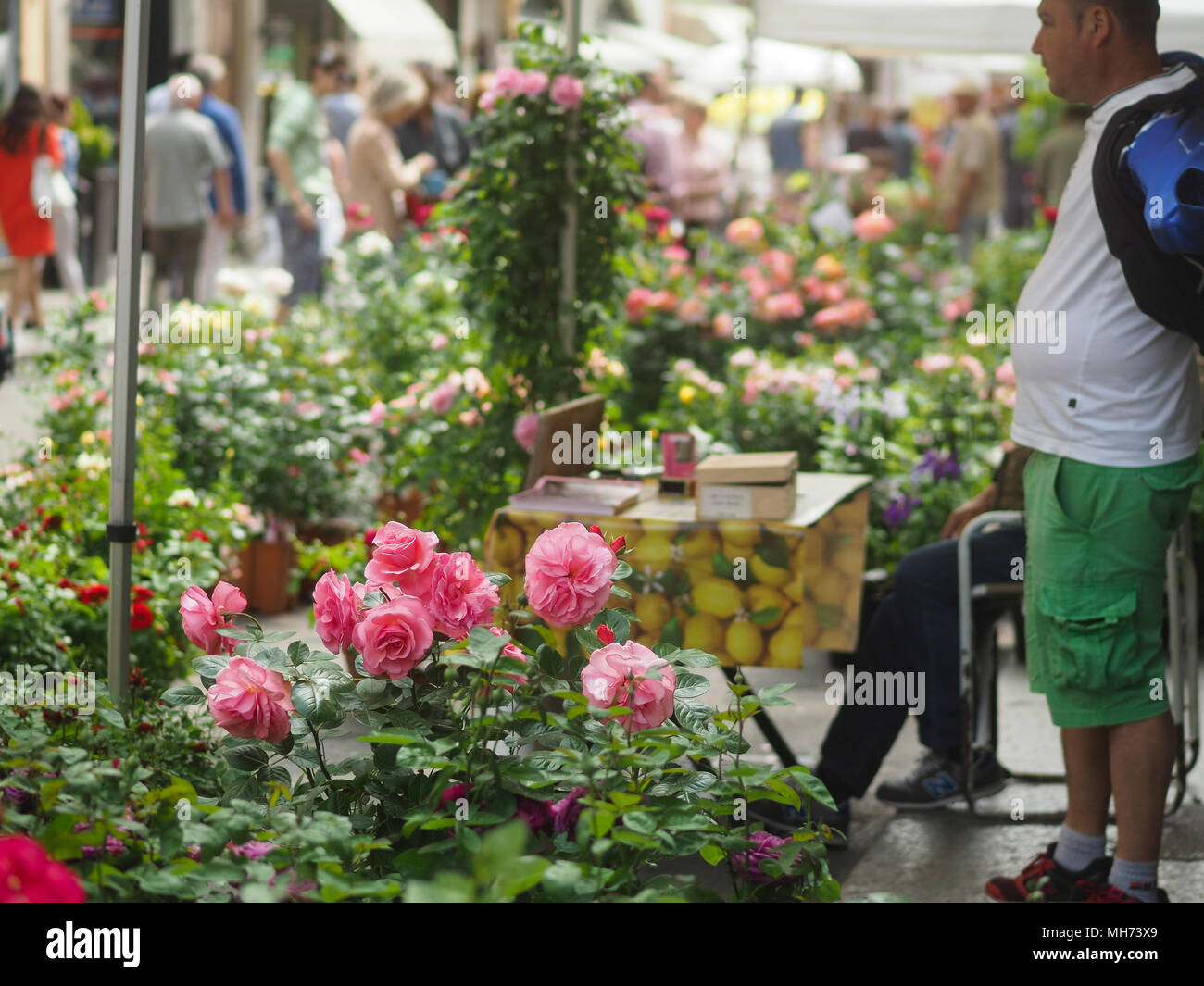 Sping Street flower market 2018 edition in Cremona Lombardia Italy ...