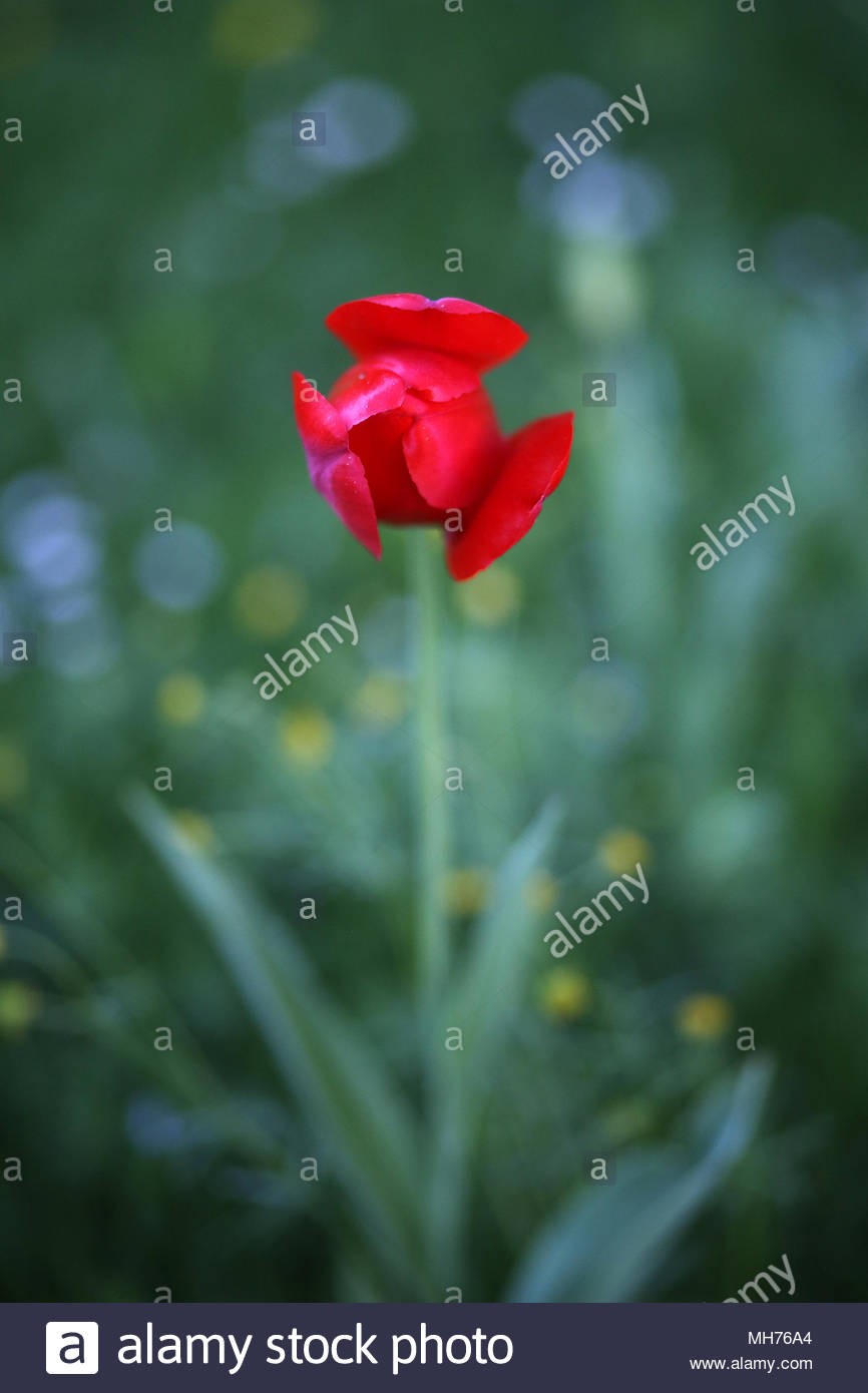 Red focul hi-res stock photography and images - Alamy