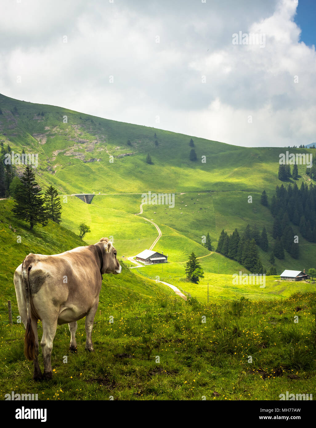Swiss countryside hi-res stock photography and images - Alamy