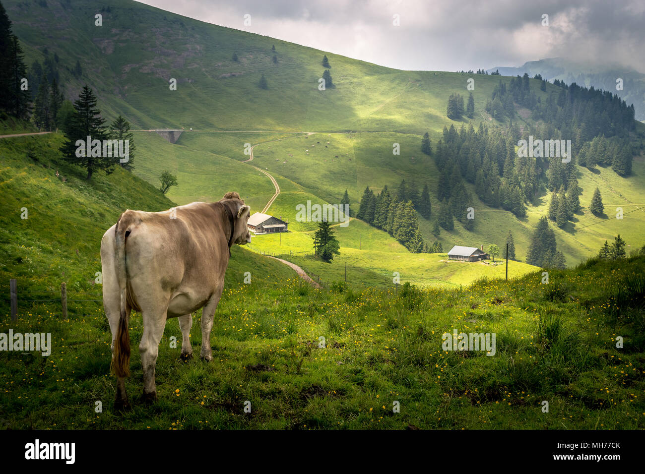 Cattle Swiss Mountain Cows Of Switzerland ERWIN TOURS OF SWITZERLAND