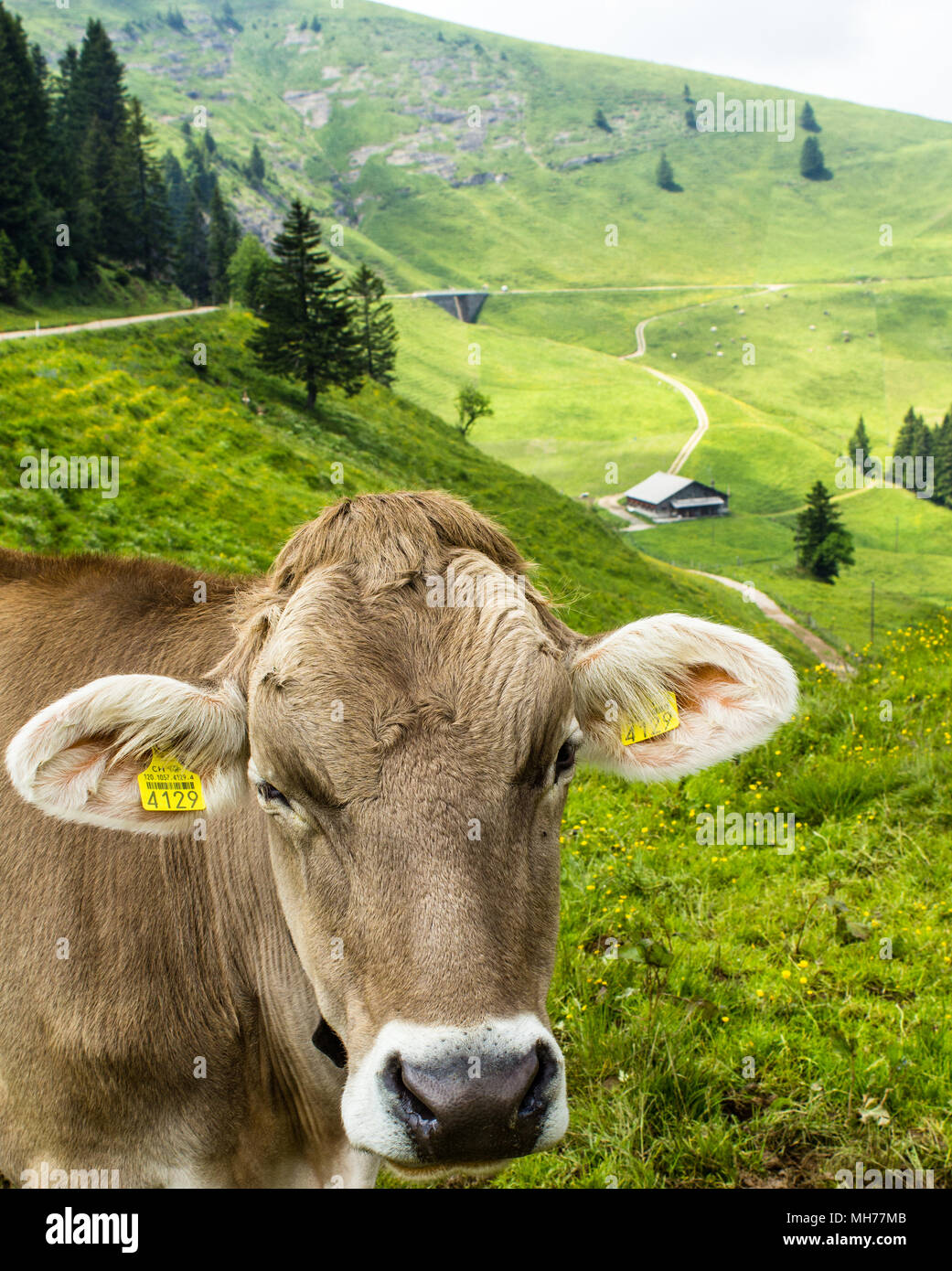 Winking swiss cow in the mountains with grass meadow in the foreground ...