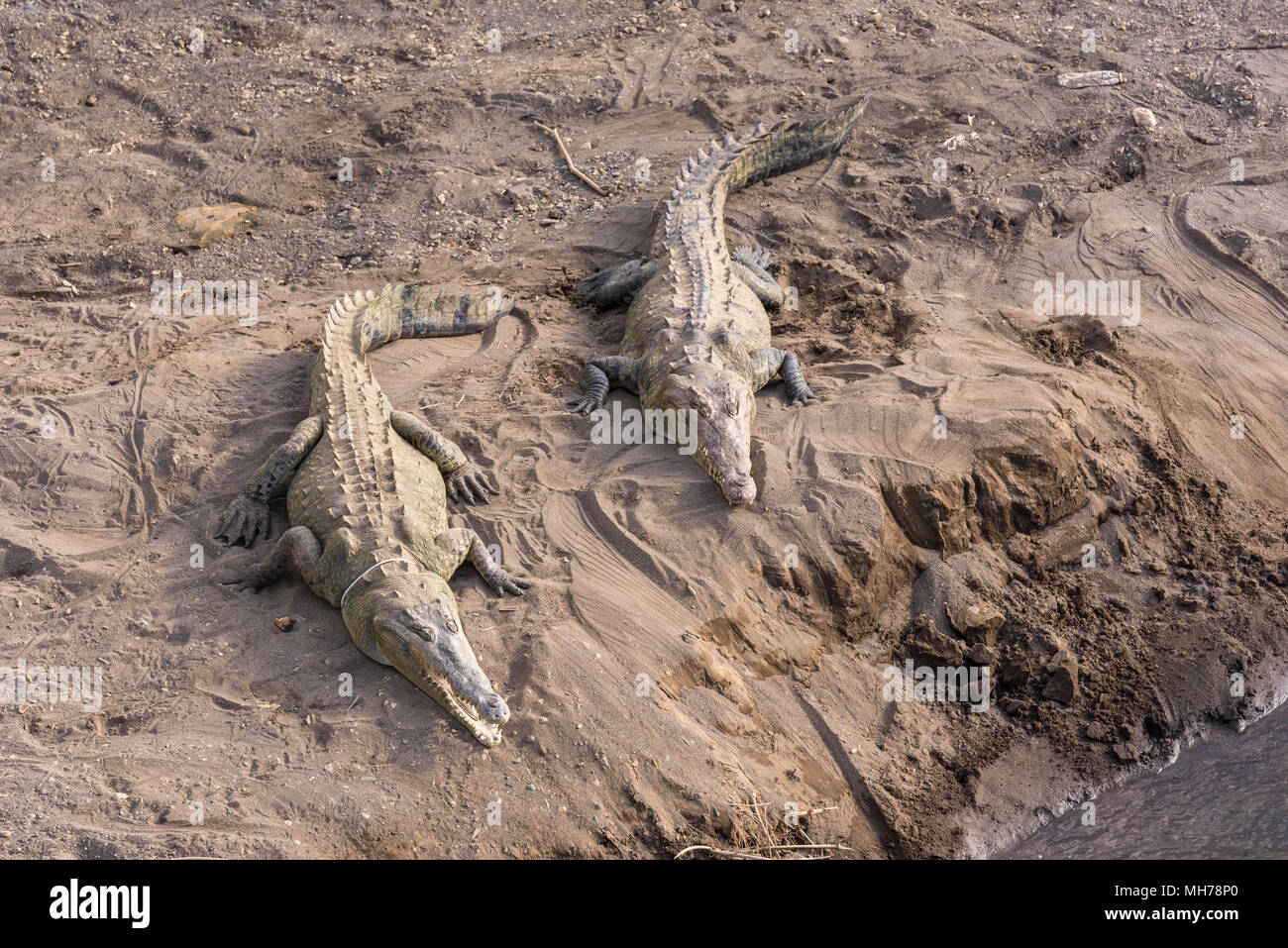 Dangerous crocodiles swimming in the river Stock Photo - Alamy