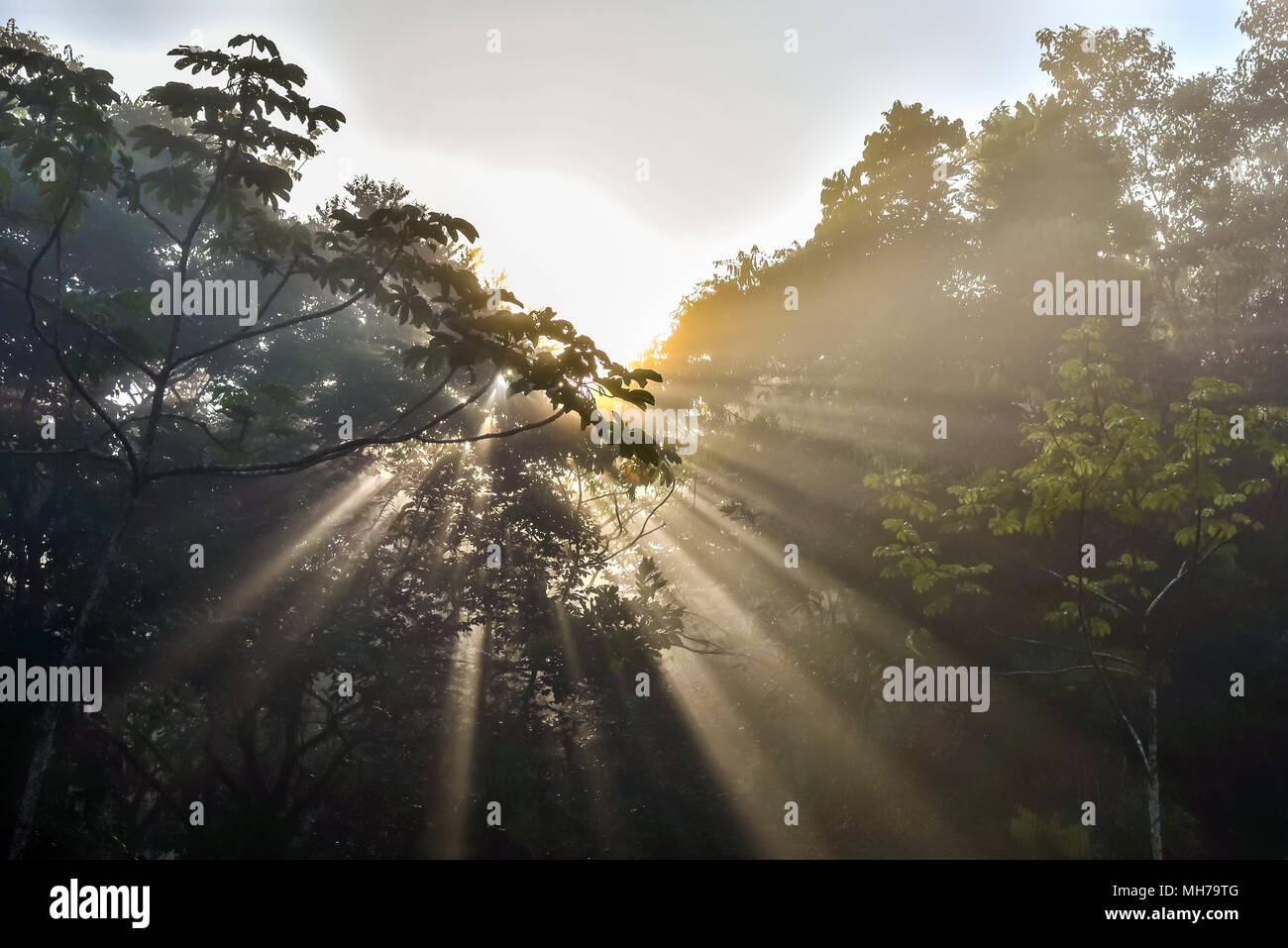 Sunbeams in the forest Stock Photo - Alamy