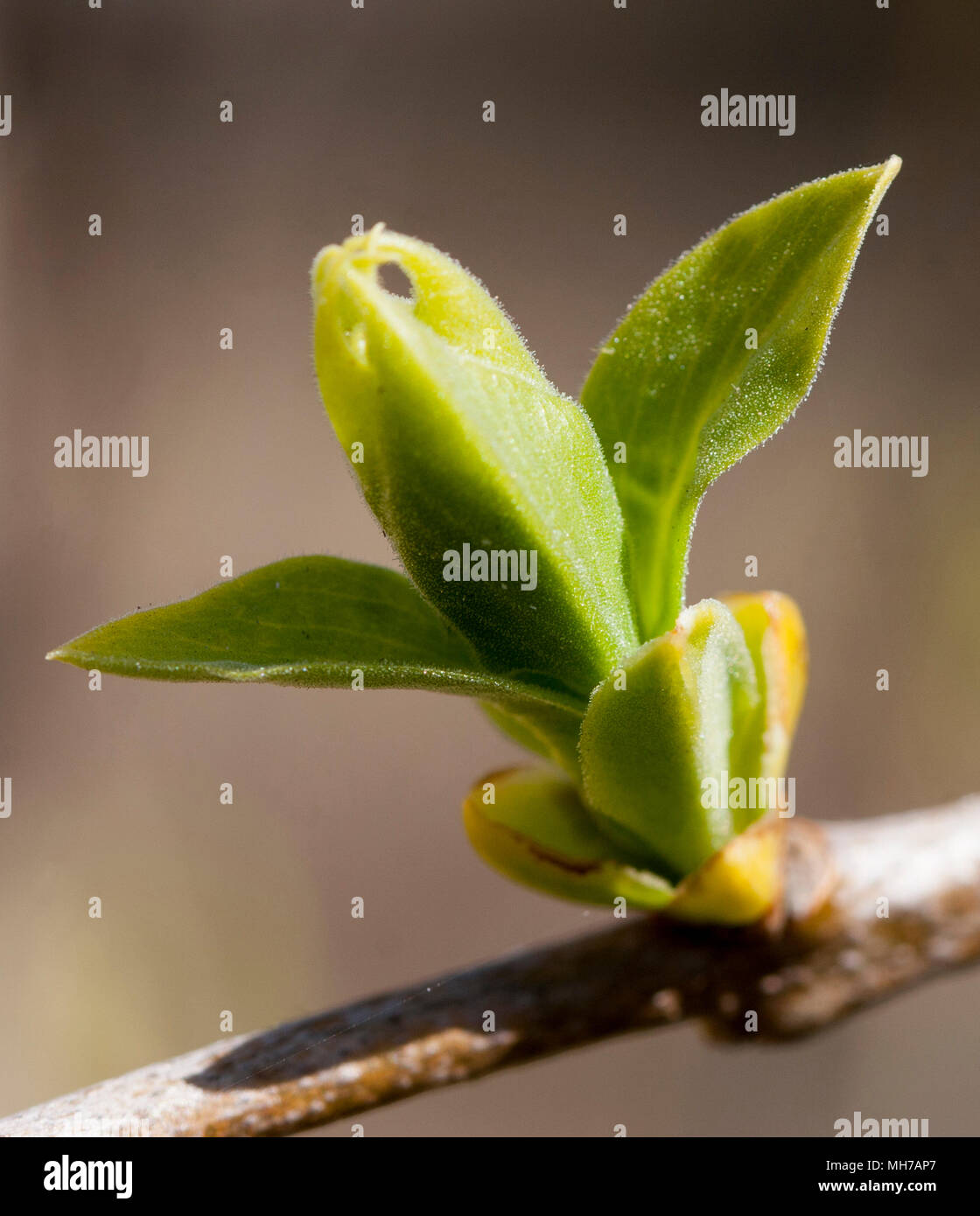Syringa leaf hi-res stock photography and images - Alamy
