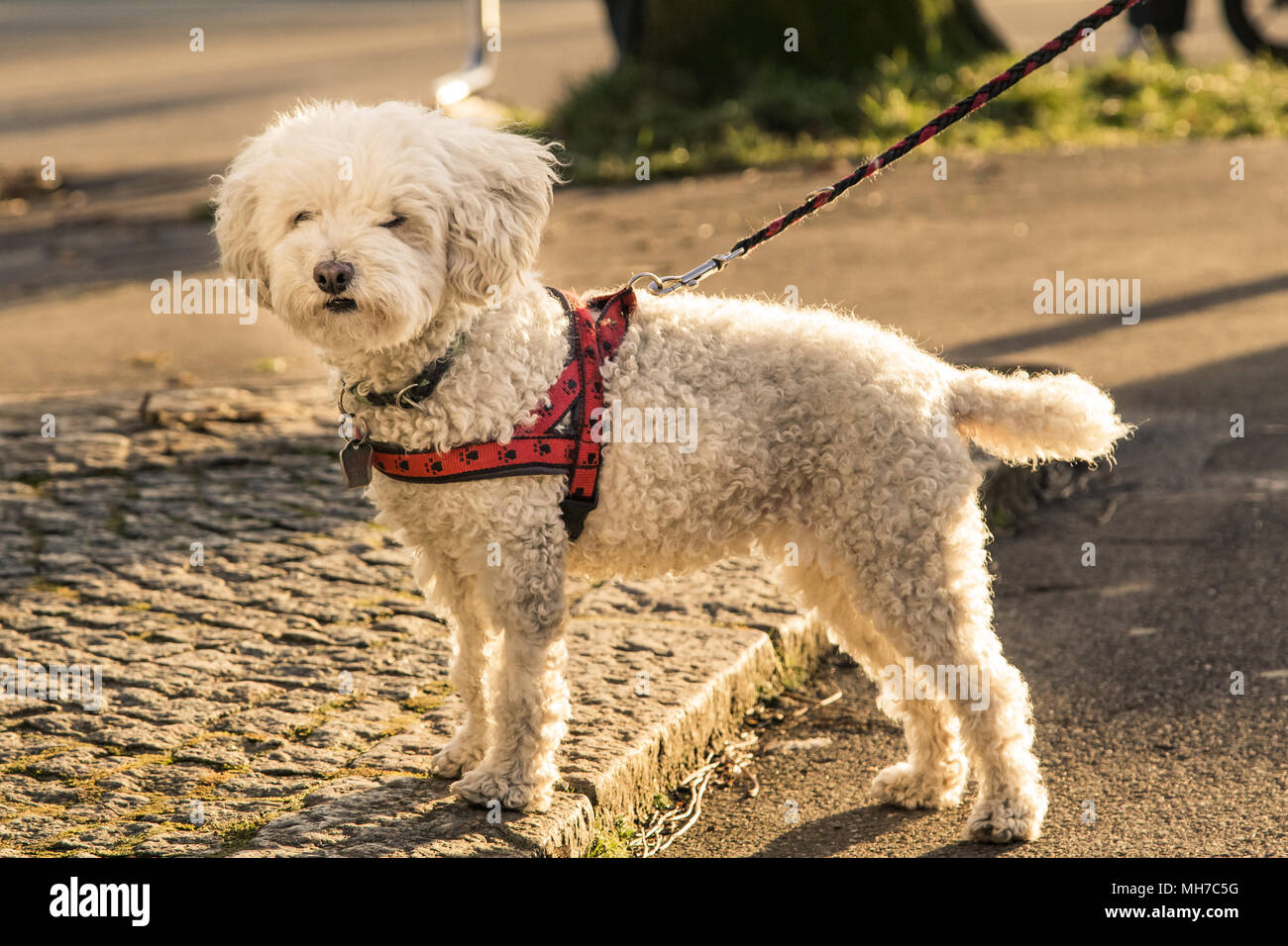 Dog on Leash Stock Photo - Alamy