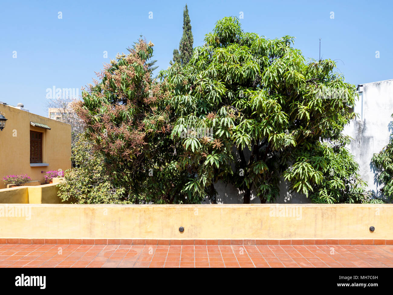 Terrace field mexico hi-res stock photography and images - Alamy