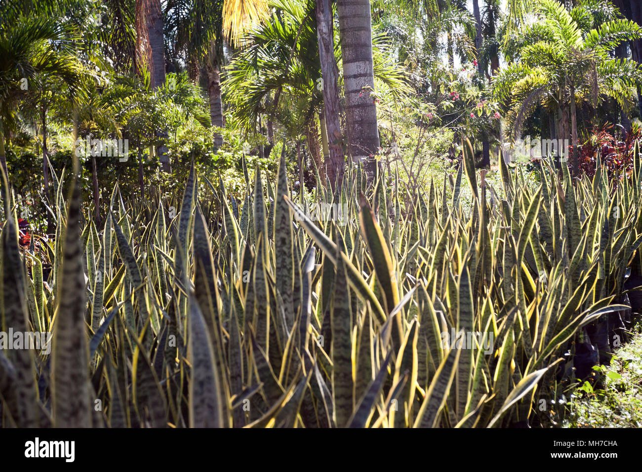 Meso American Civilizations High Resolution Stock Photography and ...