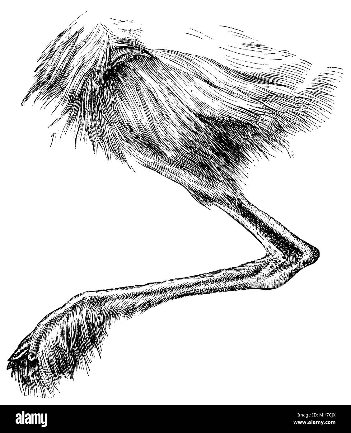 greater Egyptian jerboa , 1893 Stock Photo - Alamy