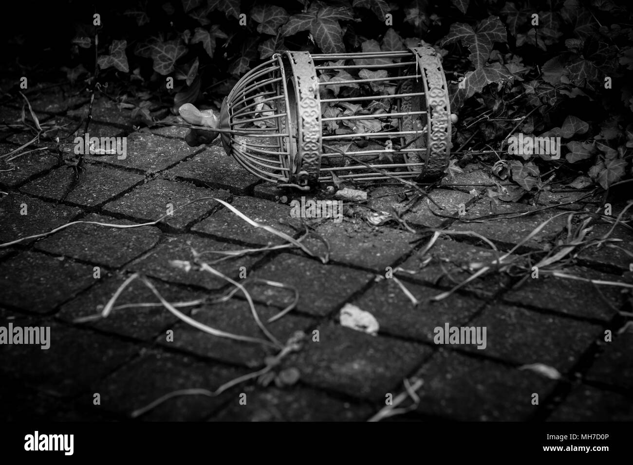 Blue bird cage hi-res stock photography and images - Alamy
