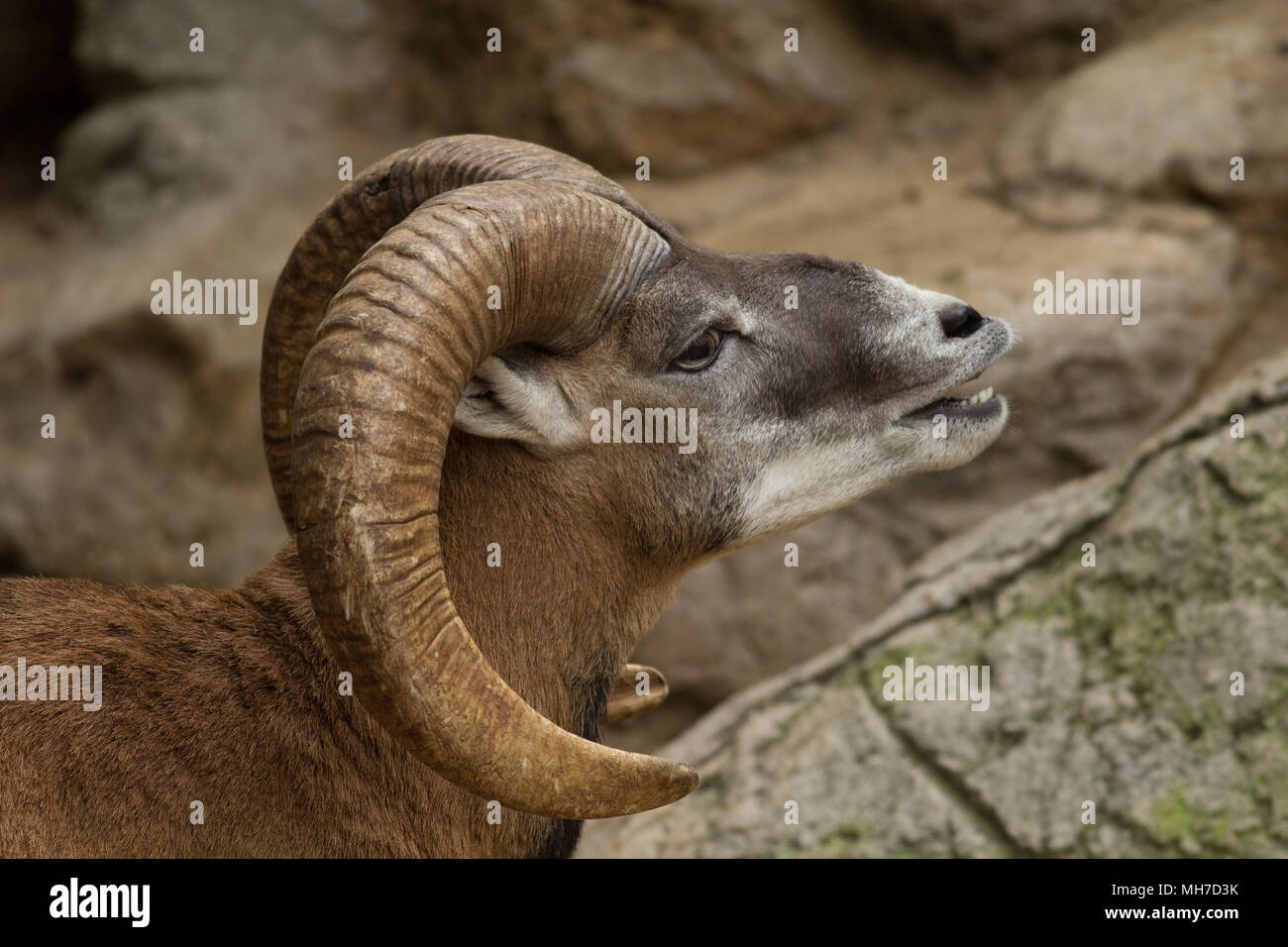 Bighorn sheep face hi-res stock photography and images - Alamy