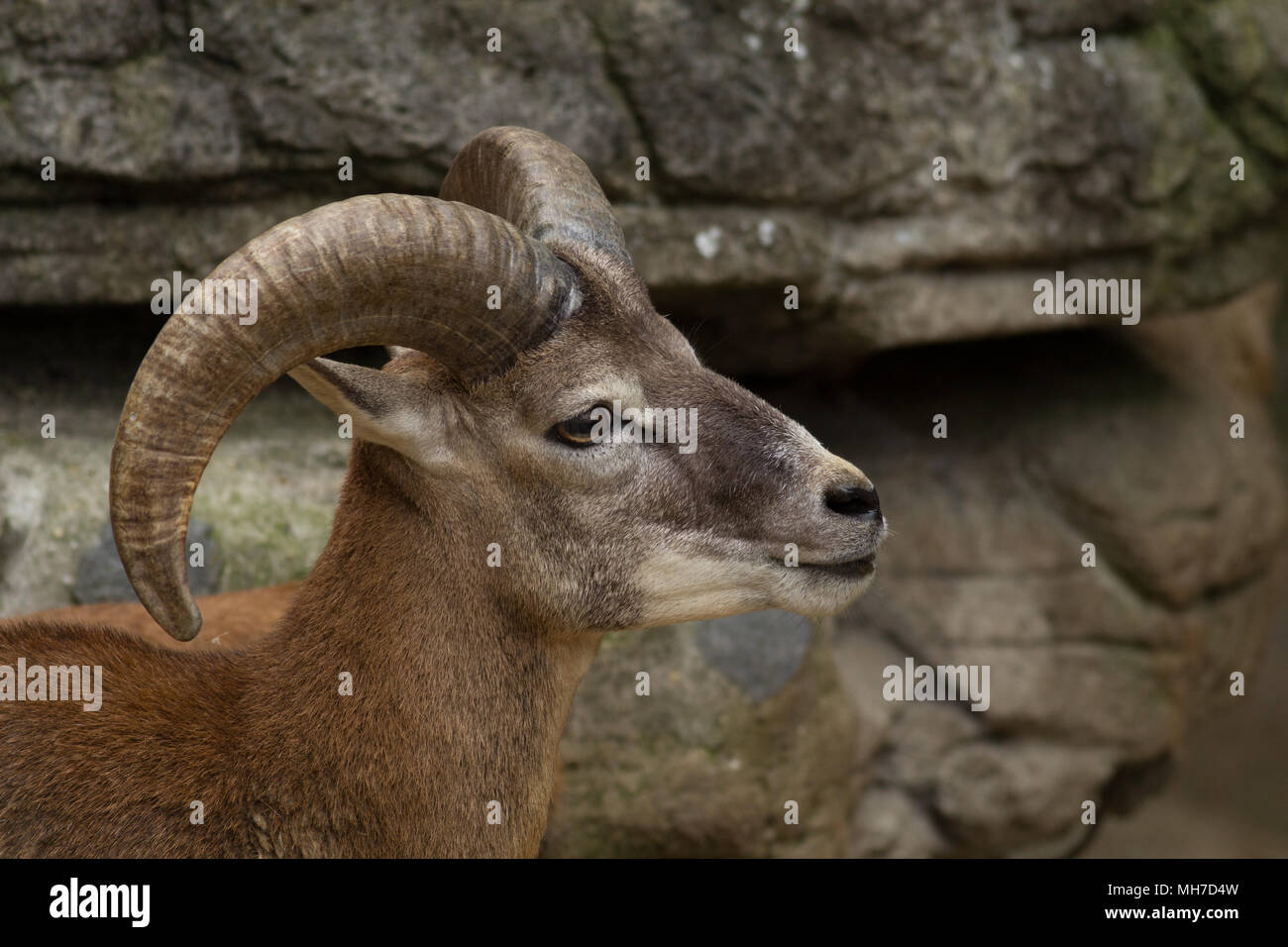 Big horn sheep hi-res stock photography and images - Alamy