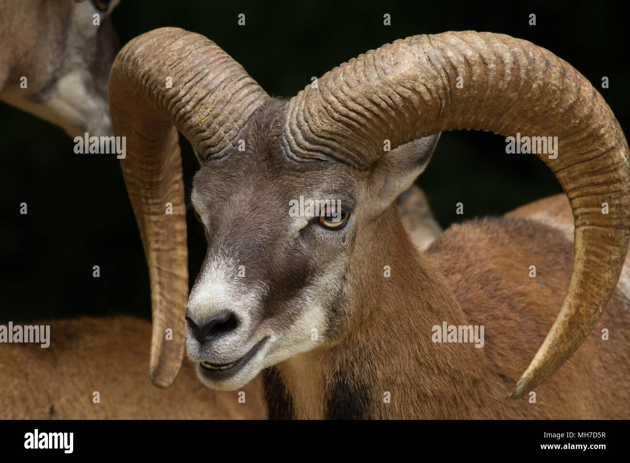 Close up portrait bighorn ram hi-res stock photography and images - Alamy