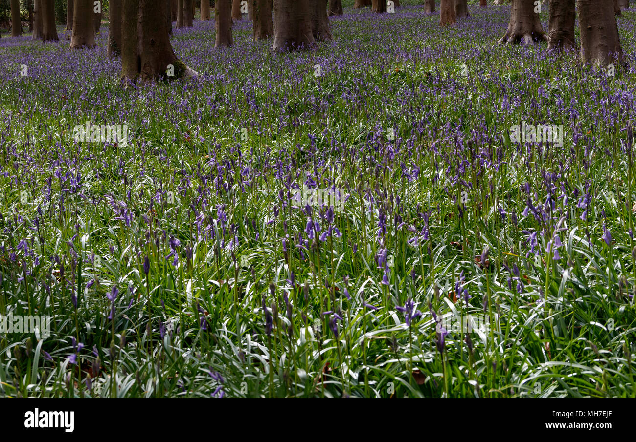 Bell grove hi-res stock photography and images - Alamy