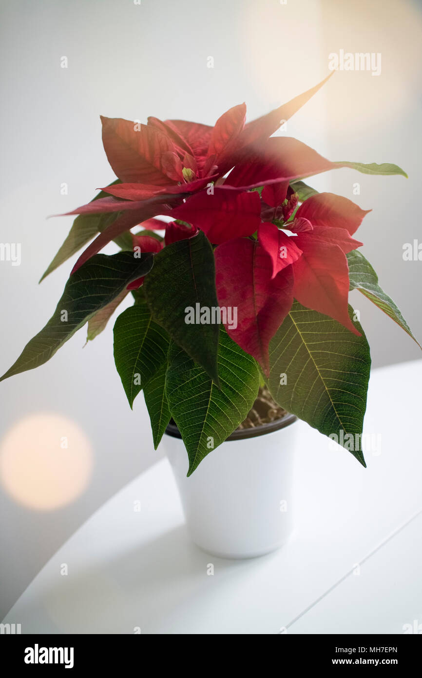 Christmas red flower punch pot in a pot on a white table Stock Photo ...