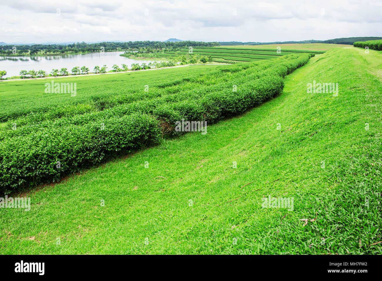 Tea plantation and pond with the sky Stock Photo - Alamy