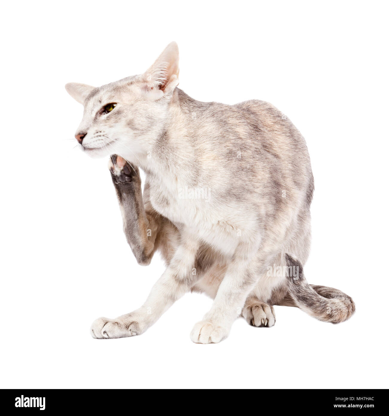 Animal scratching head hi-res stock photography and images - Alamy