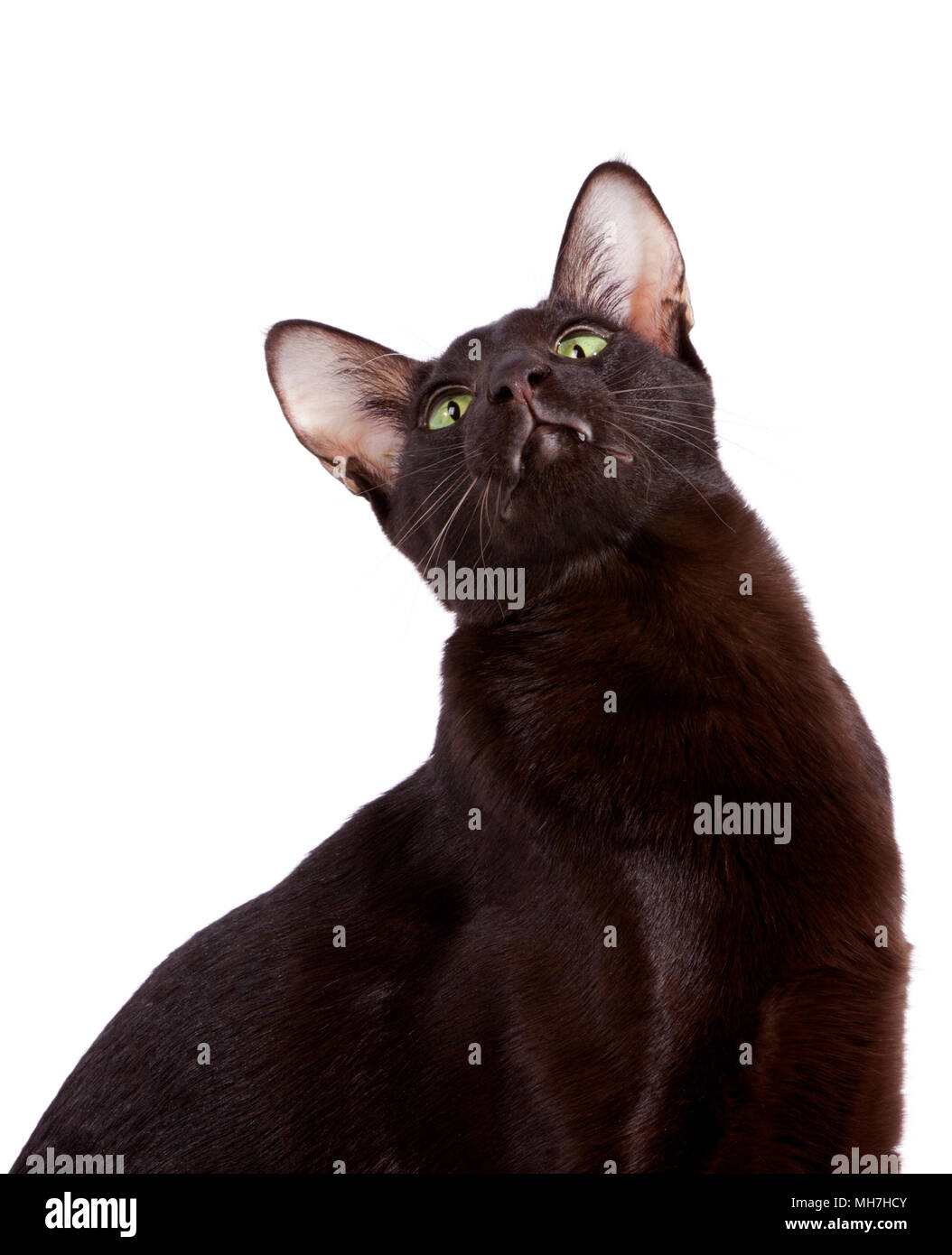 Oriental shorthair cat hi-res stock photography and images - Alamy