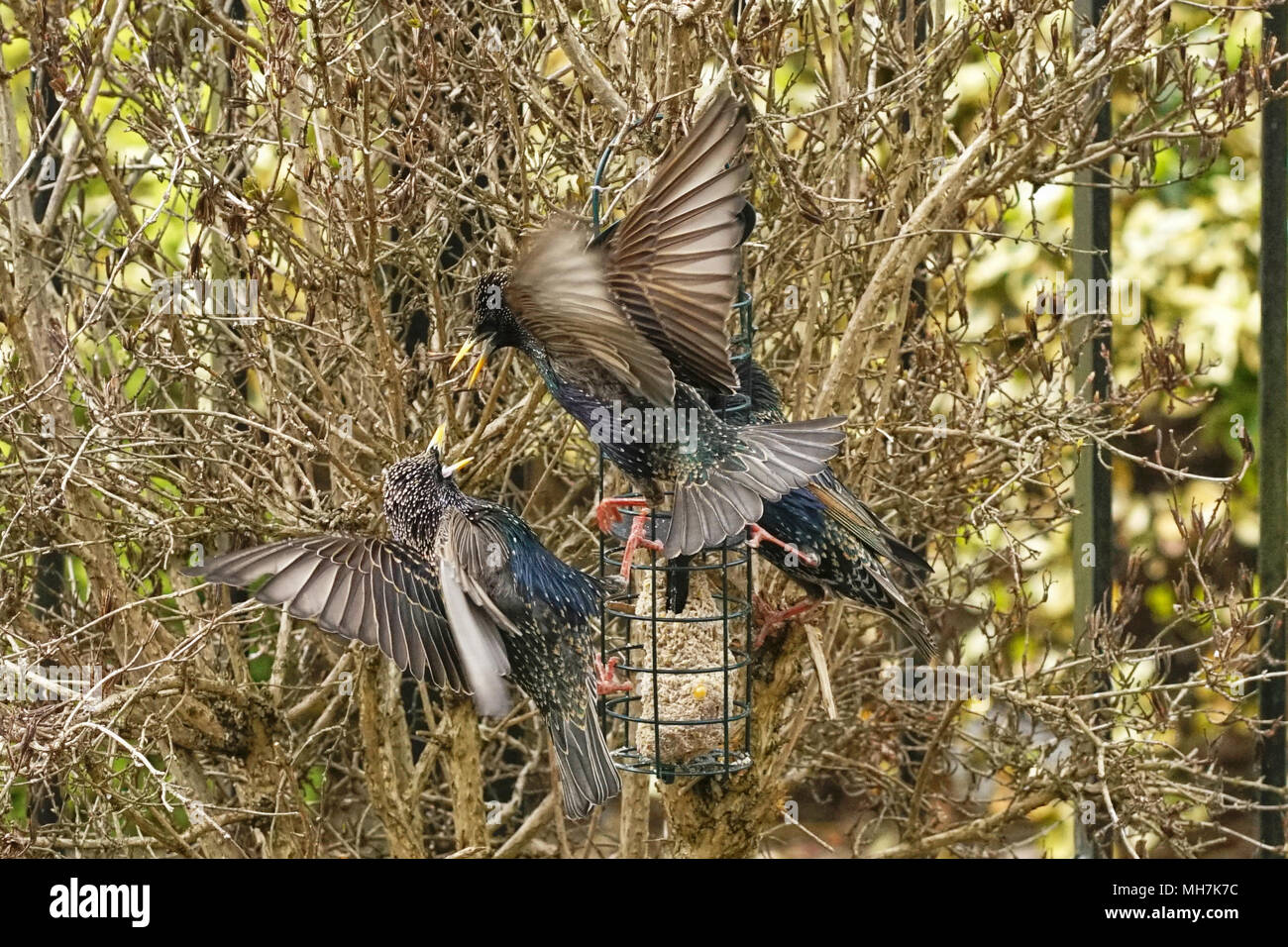 African starling feeding hi-res stock photography and images - Alamy