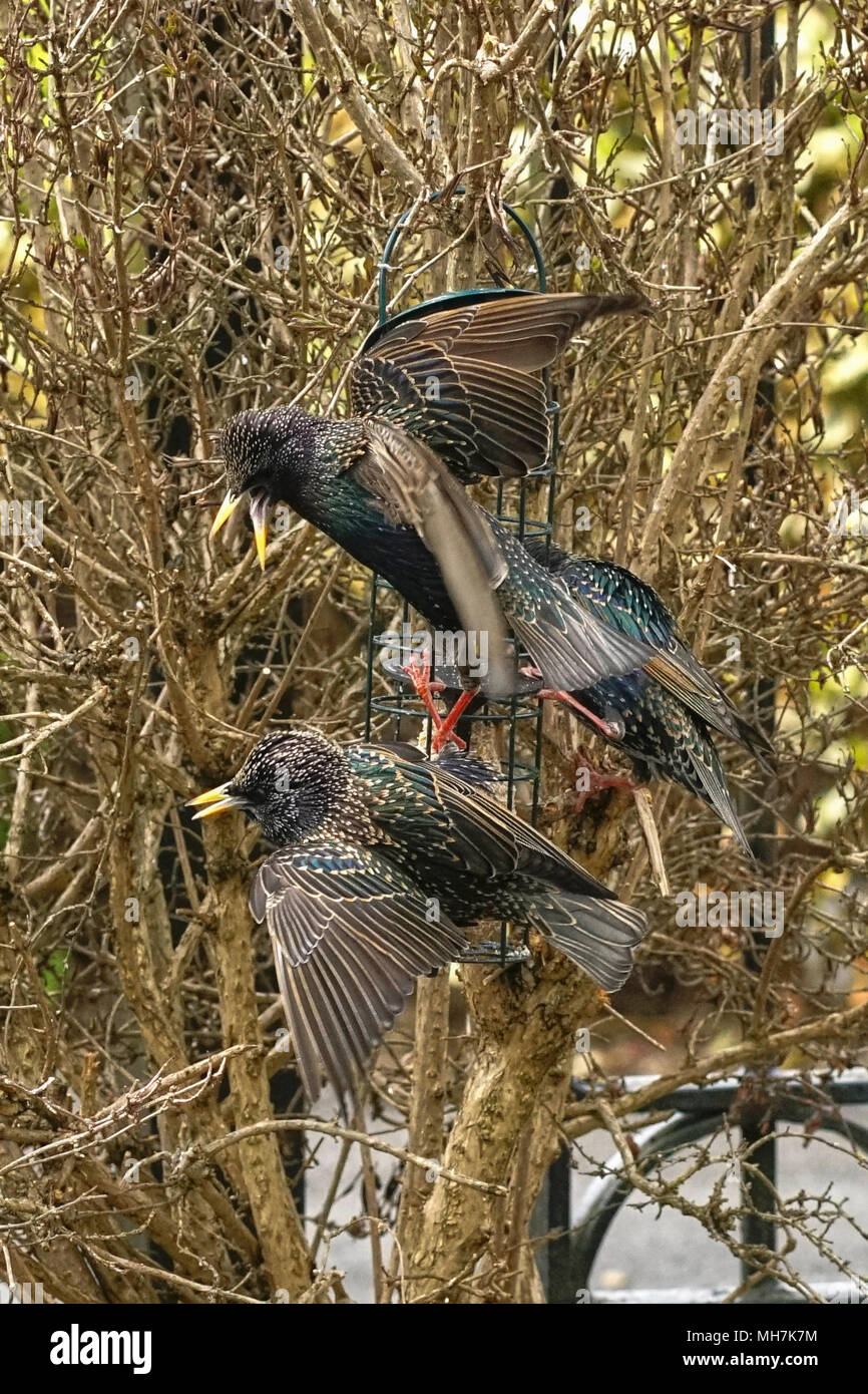 Red Eye Starling High Resolution Stock Photography and Images - Alamy