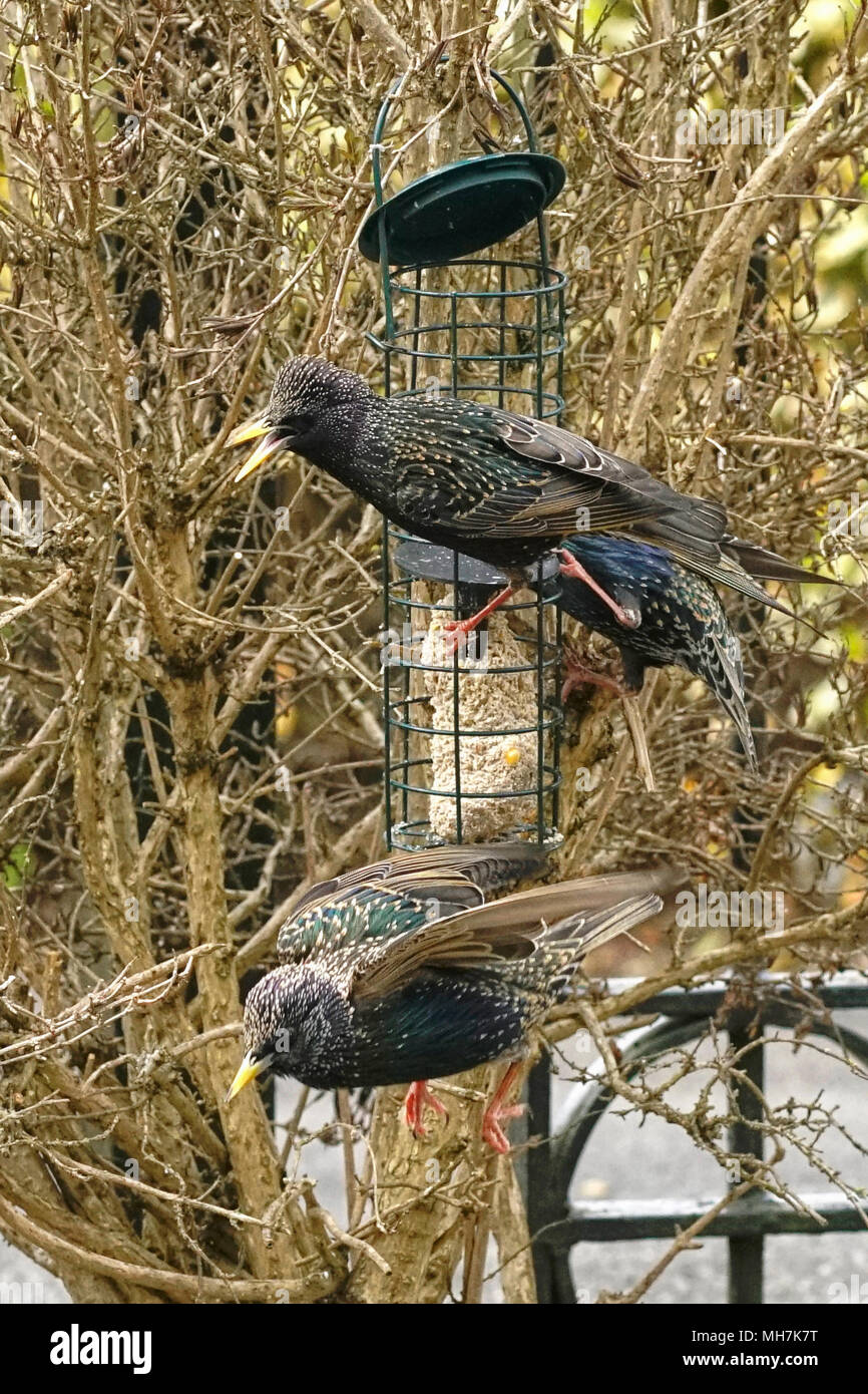 African starling feeding hi-res stock photography and images - Alamy