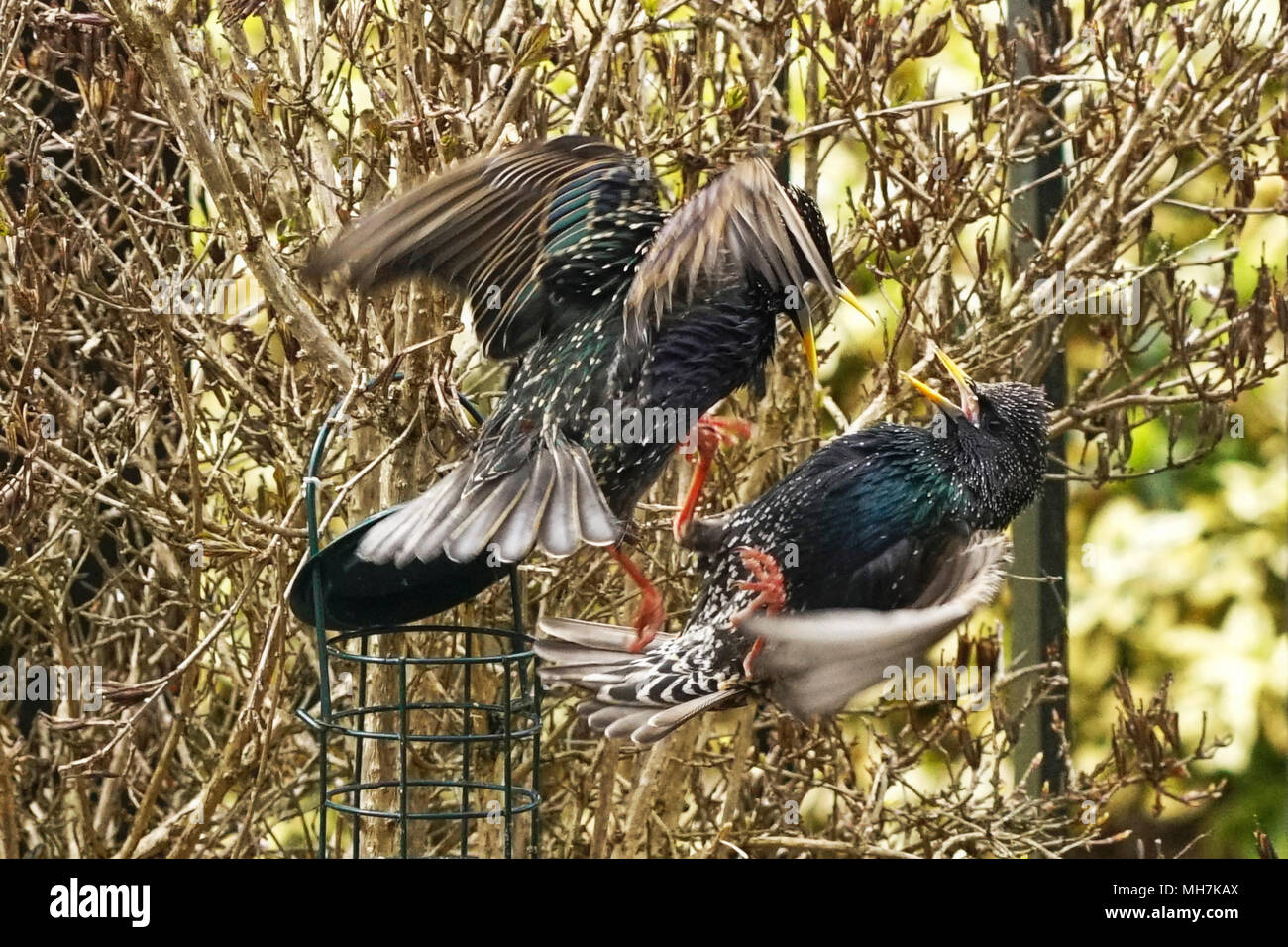 African starling feeding hi-res stock photography and images - Alamy